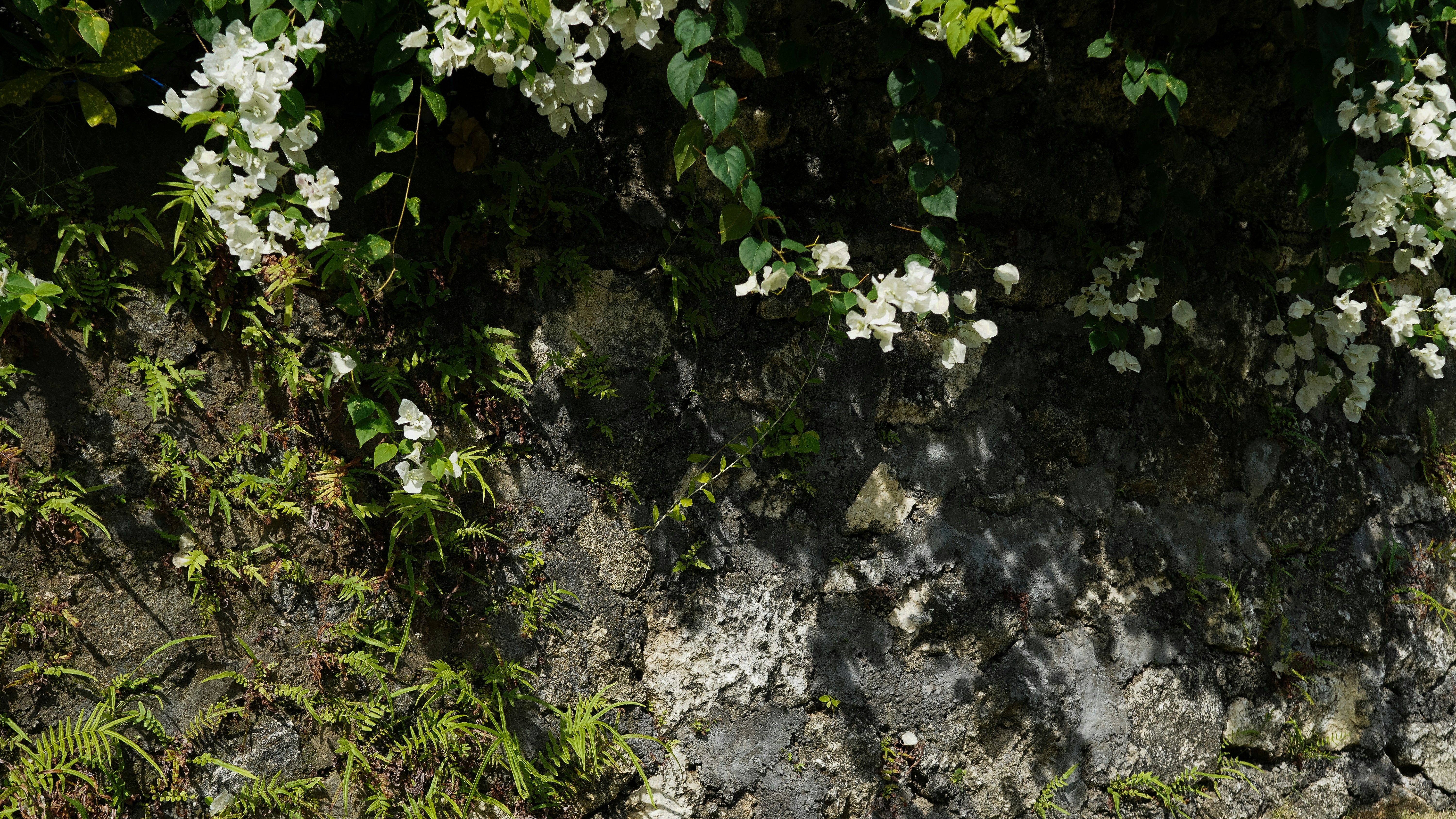 Ivy Crowned Stone Wall Framed by White Blooms