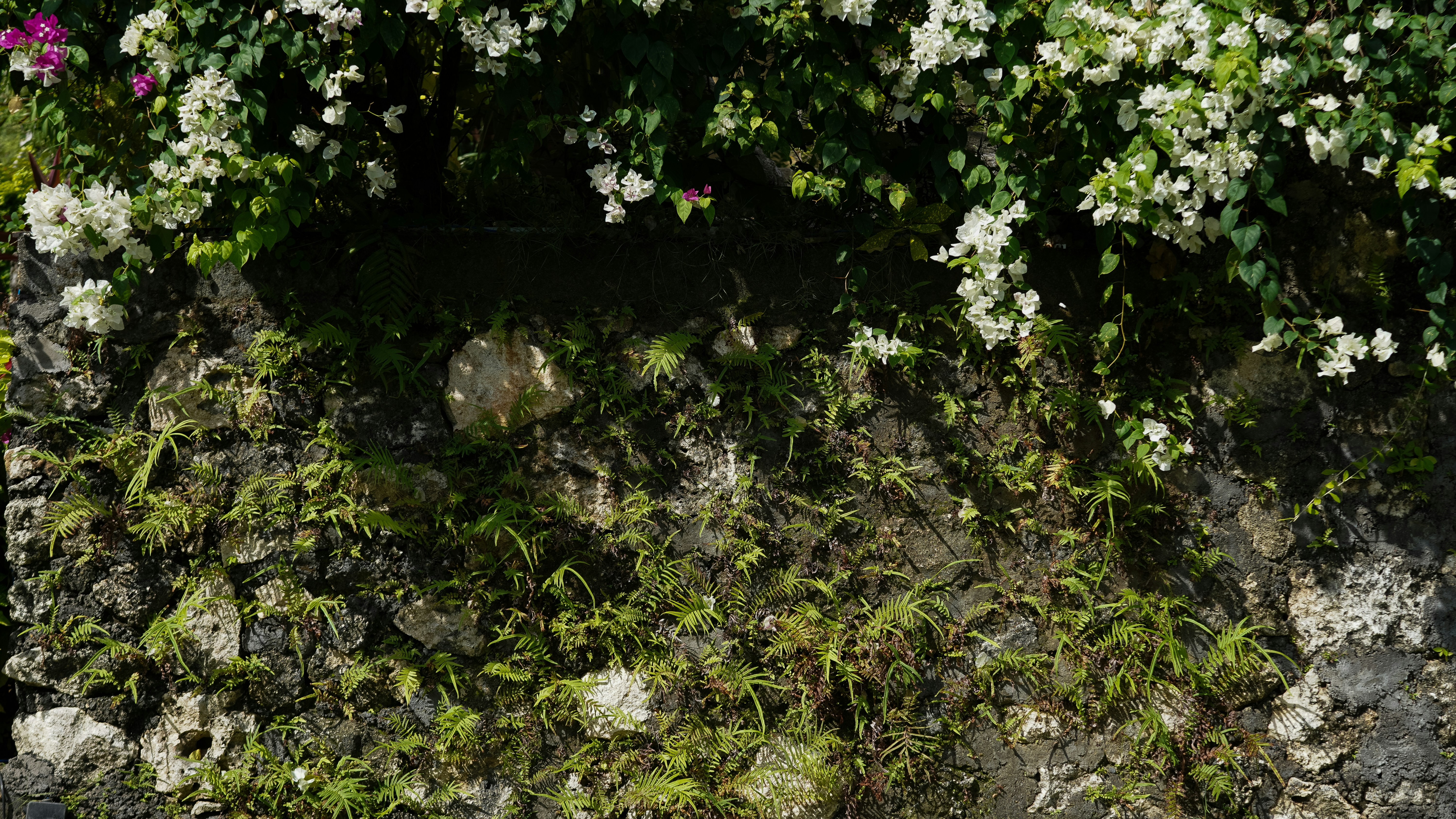 White flowers bloom on a mossy stone wall.