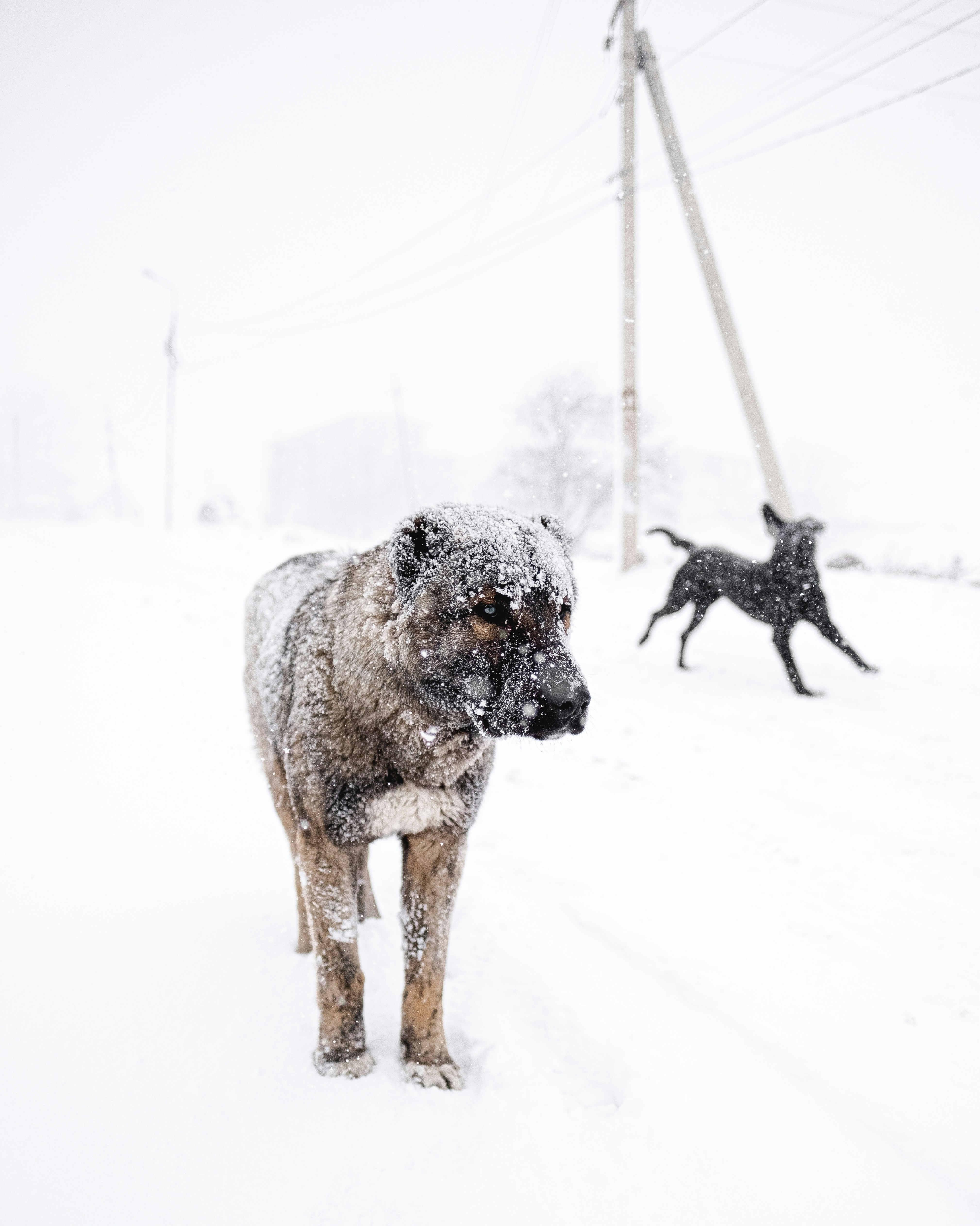 Winter's Embrace: A Tale of Two Dogs