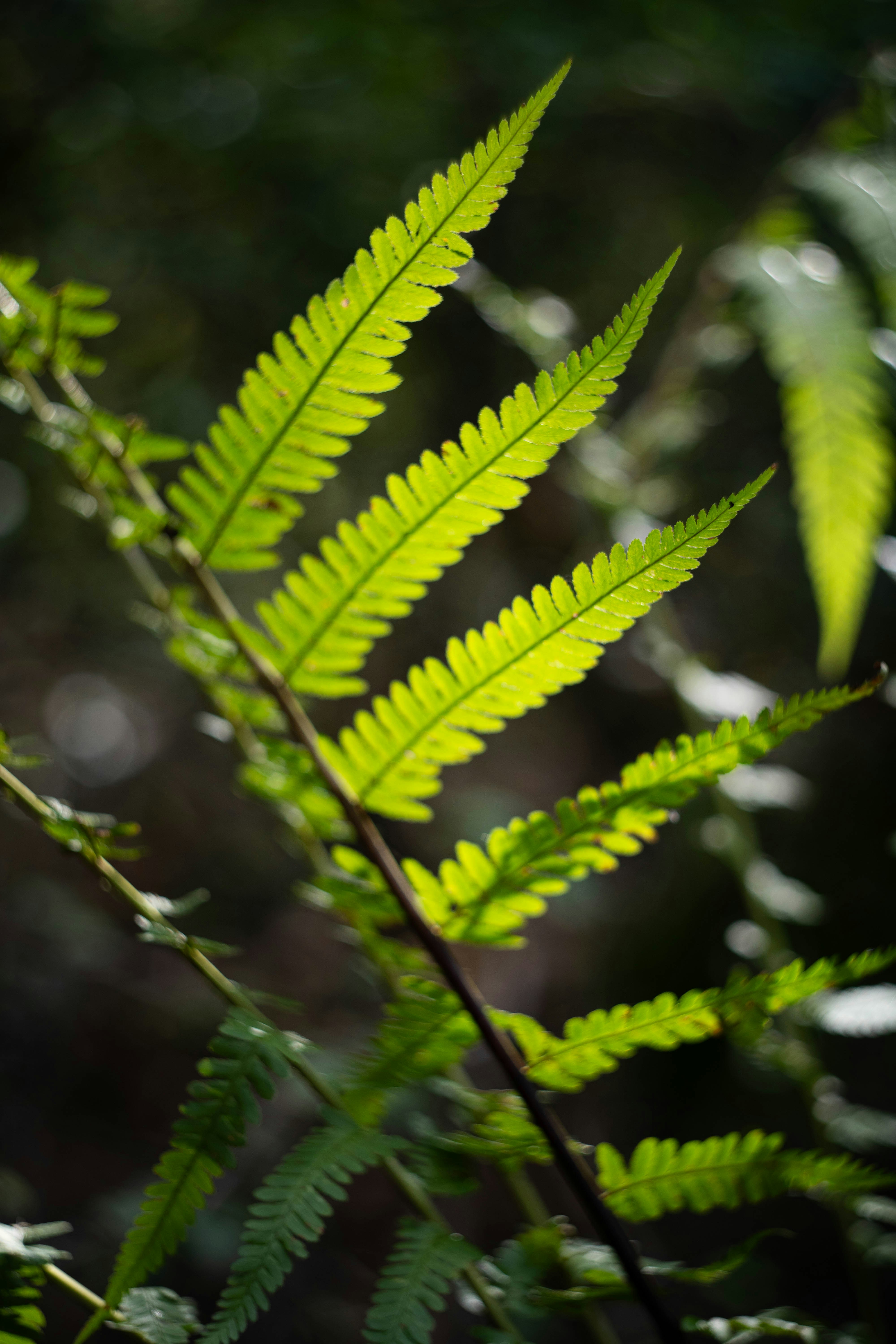 Lush green fern leaves illuminated by soft sunlight, showcasing intricate textures and patterns against a blurred background.