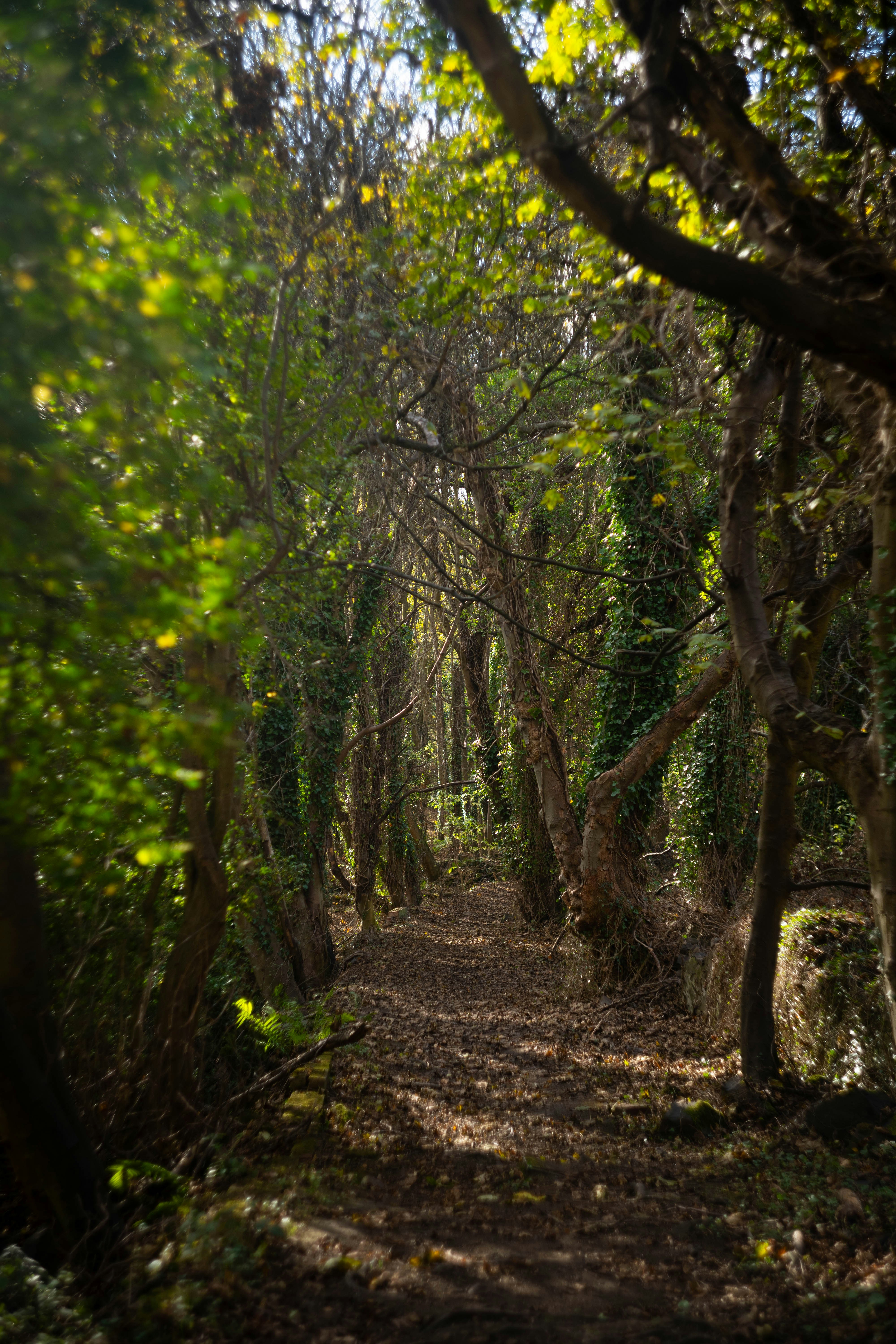 A serene forest pathway surrounded by lush greenery and dappled sunlight filtering through the trees. The trail invites exploration and tranquility.