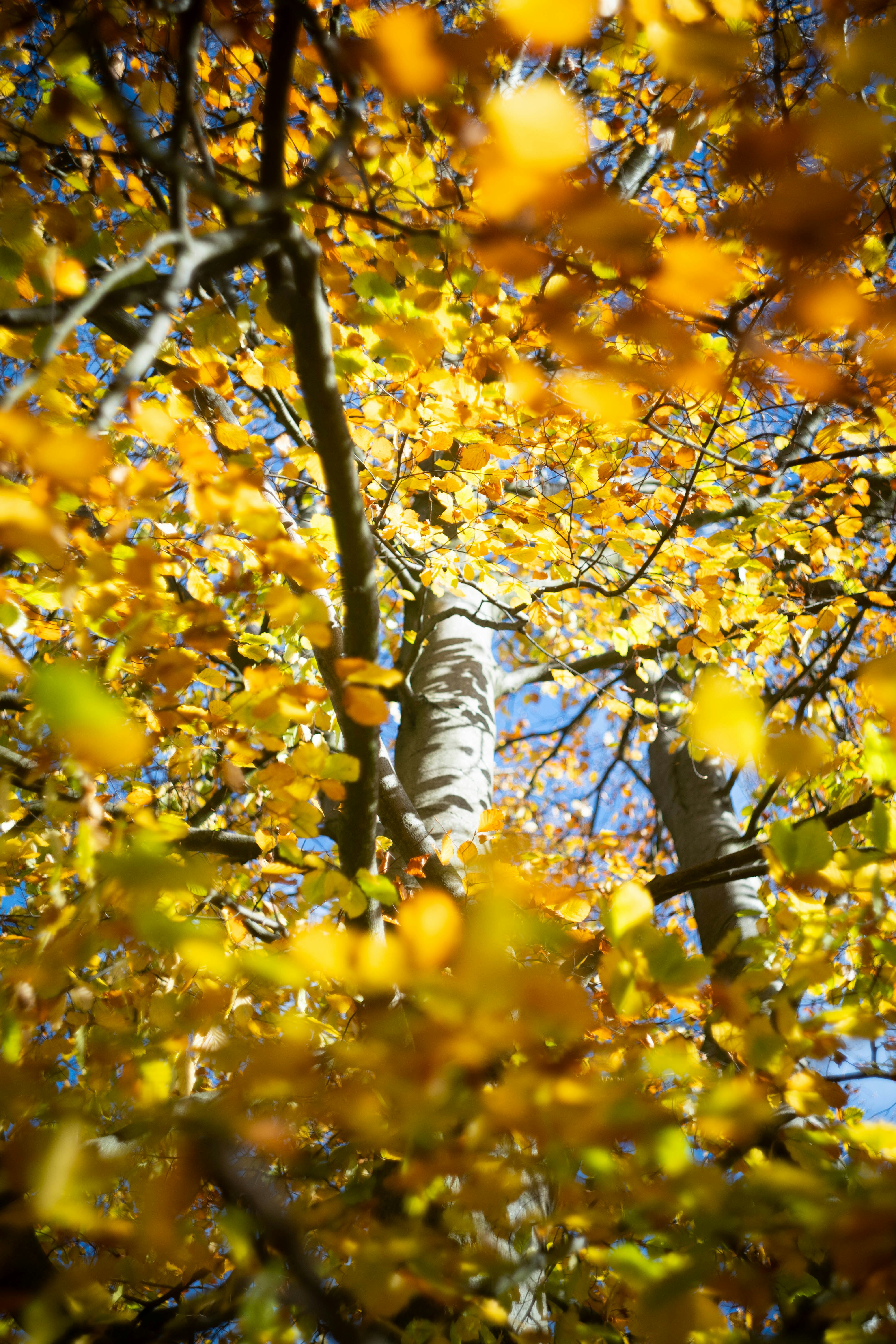 Birch Against a Sea of Autumn Gold