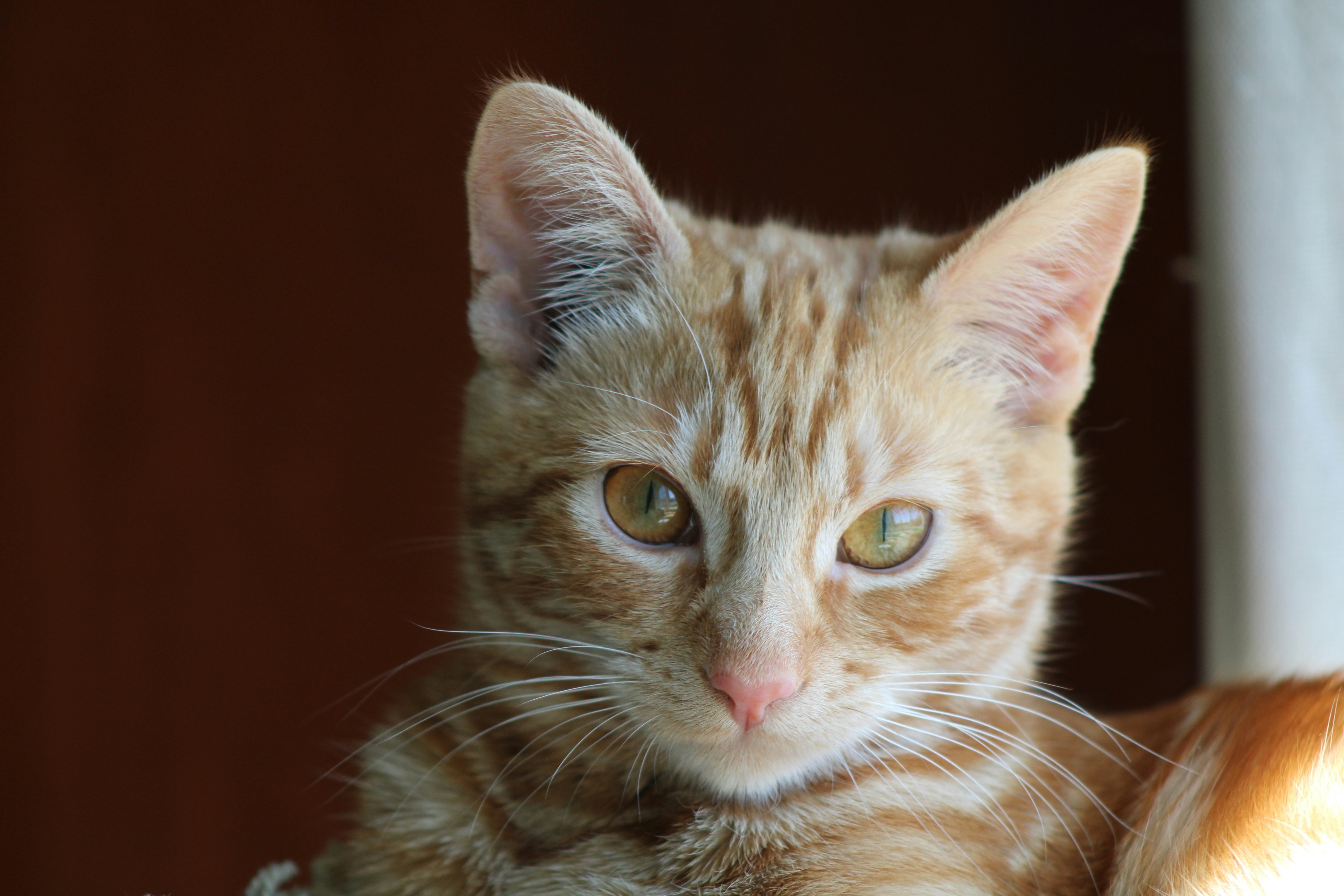 Close-up of an orange tabby cat's face.