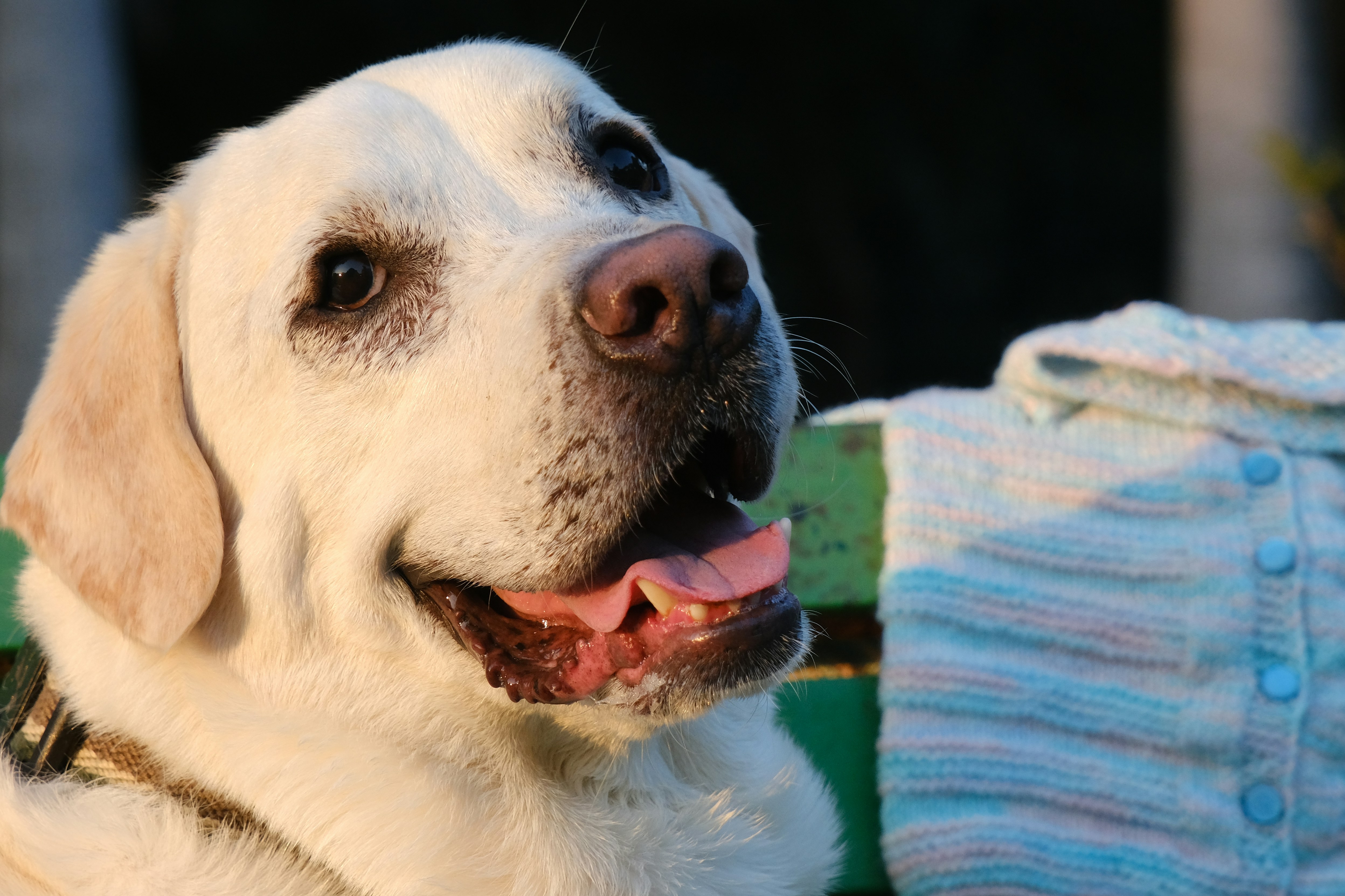 Joyful Companionship in the Golden Hour