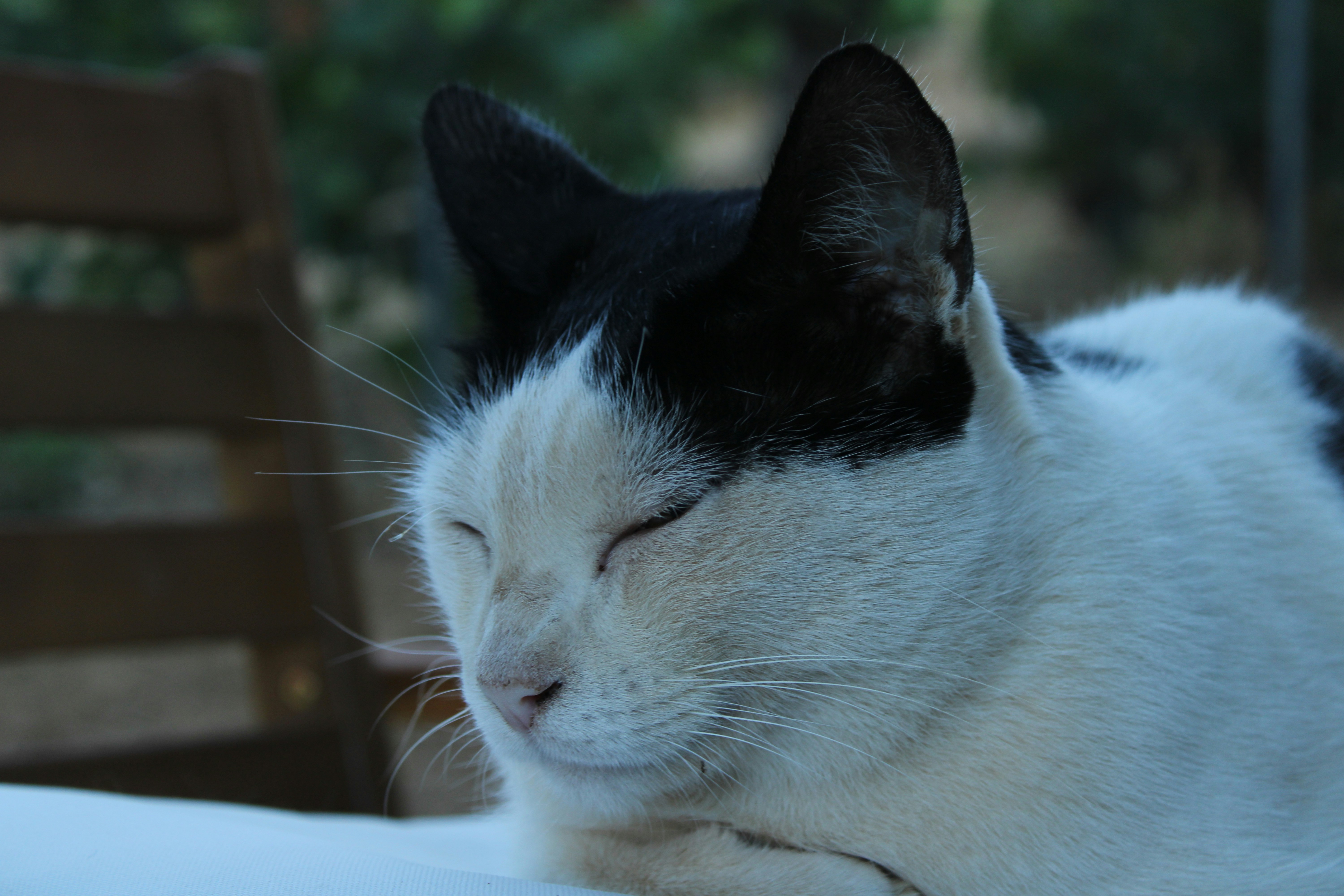 Serene Whiskers: A Moment of Tranquility