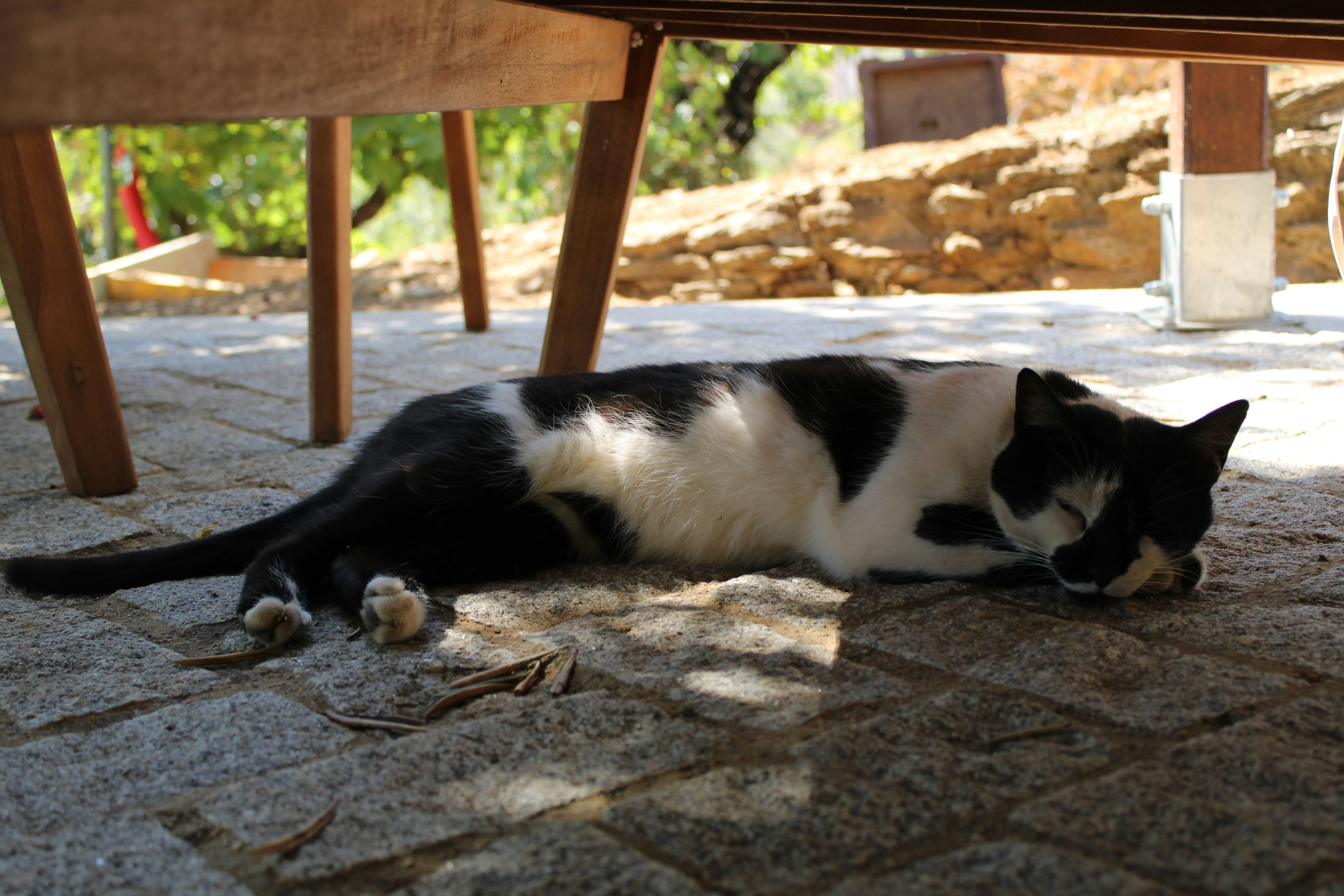 Black and white cat sleeping under a table