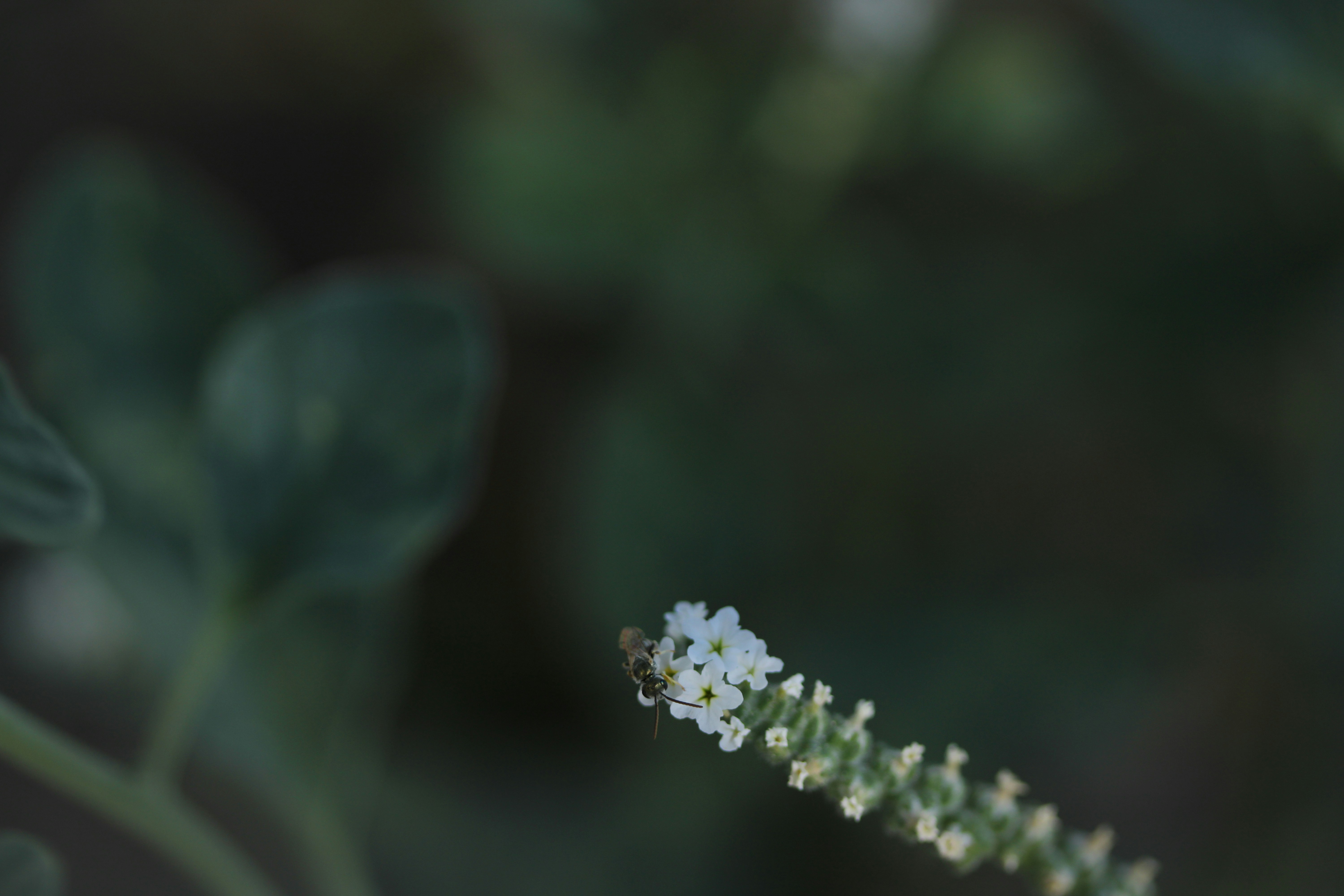 A bee on a small white flower spike.