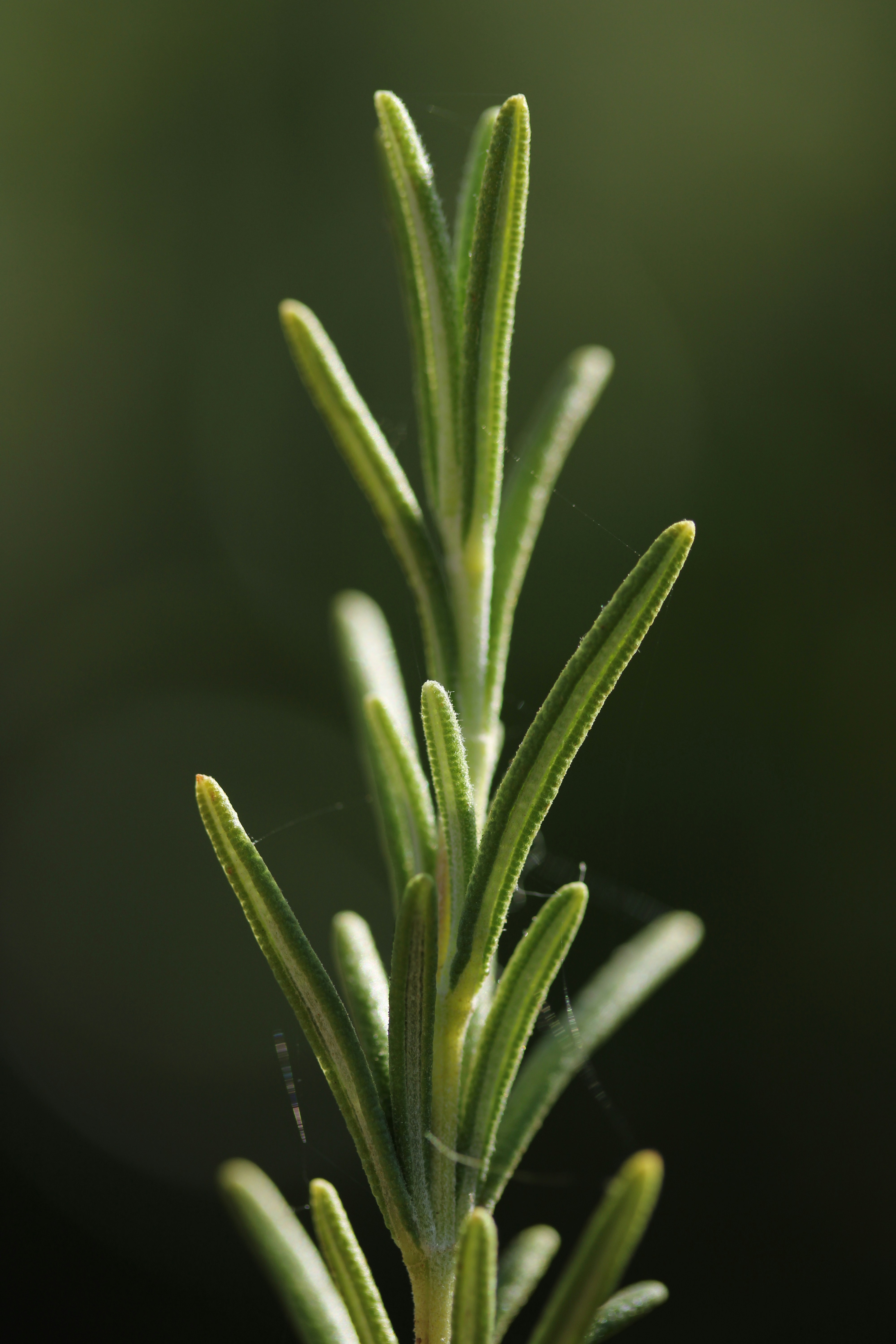 Close-up of a rosemary sprig with delicate spiderwebs.