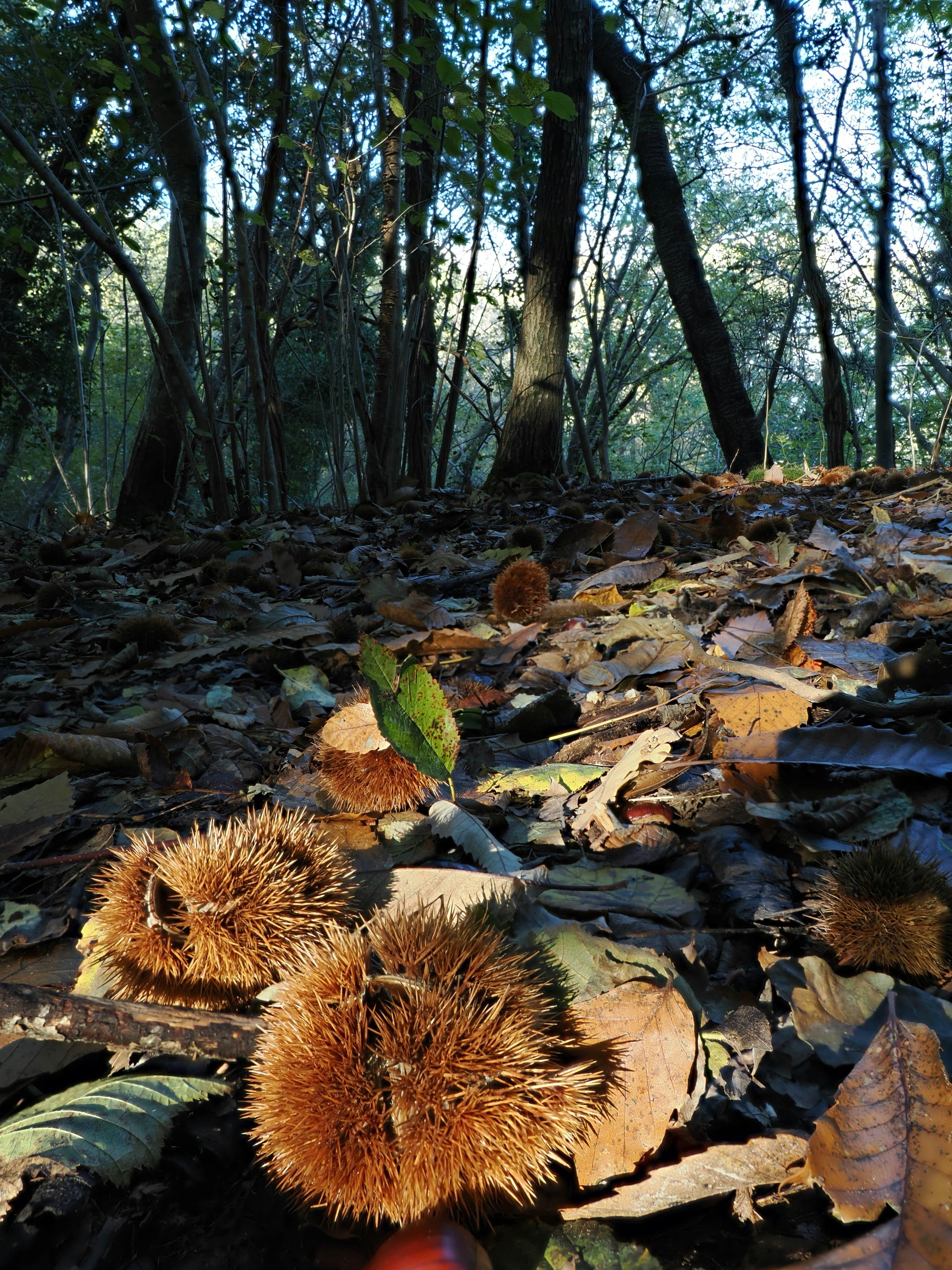 Nature's Textured Tapestry