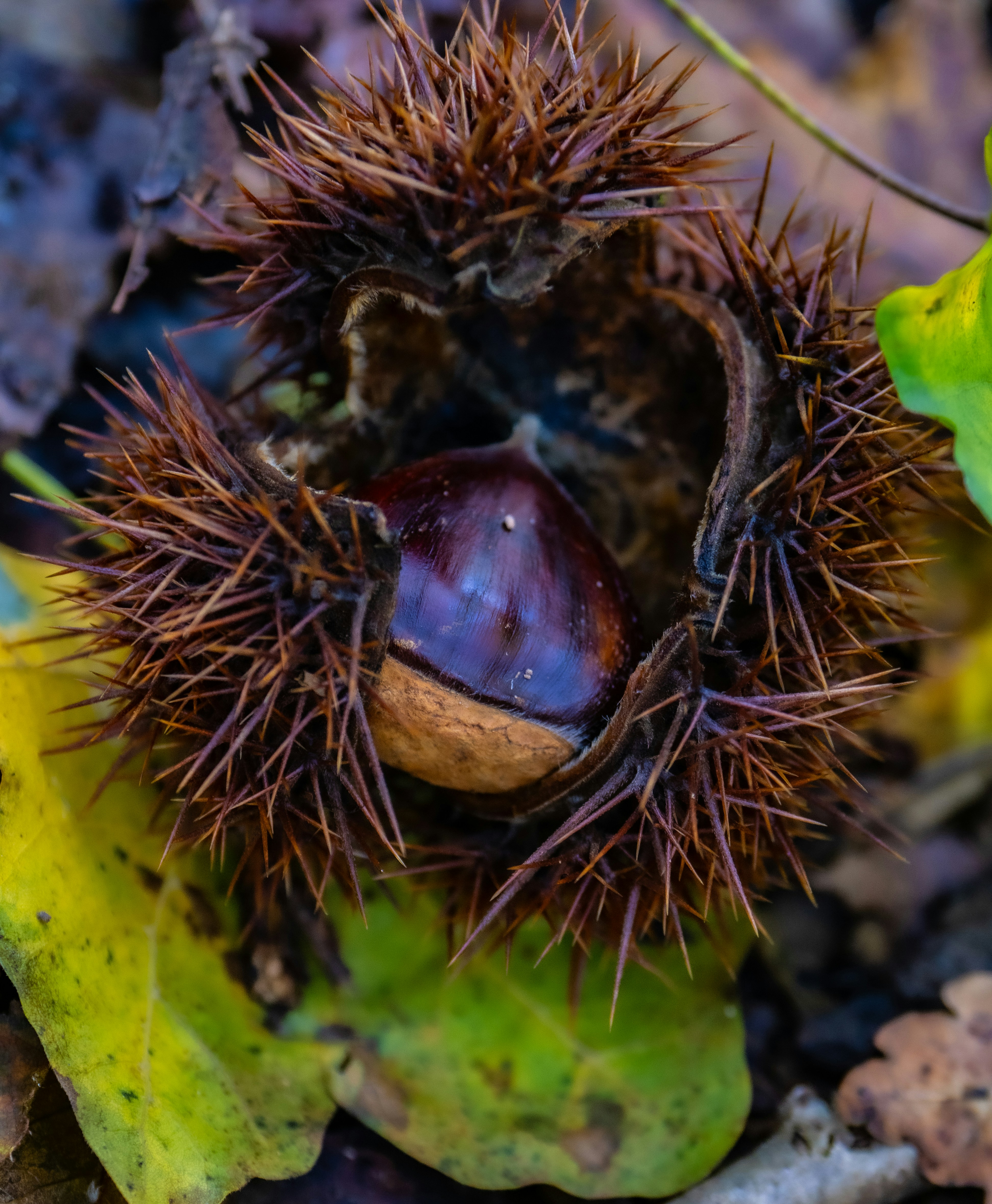 Photo by Diego Romeo with OM System OM-1