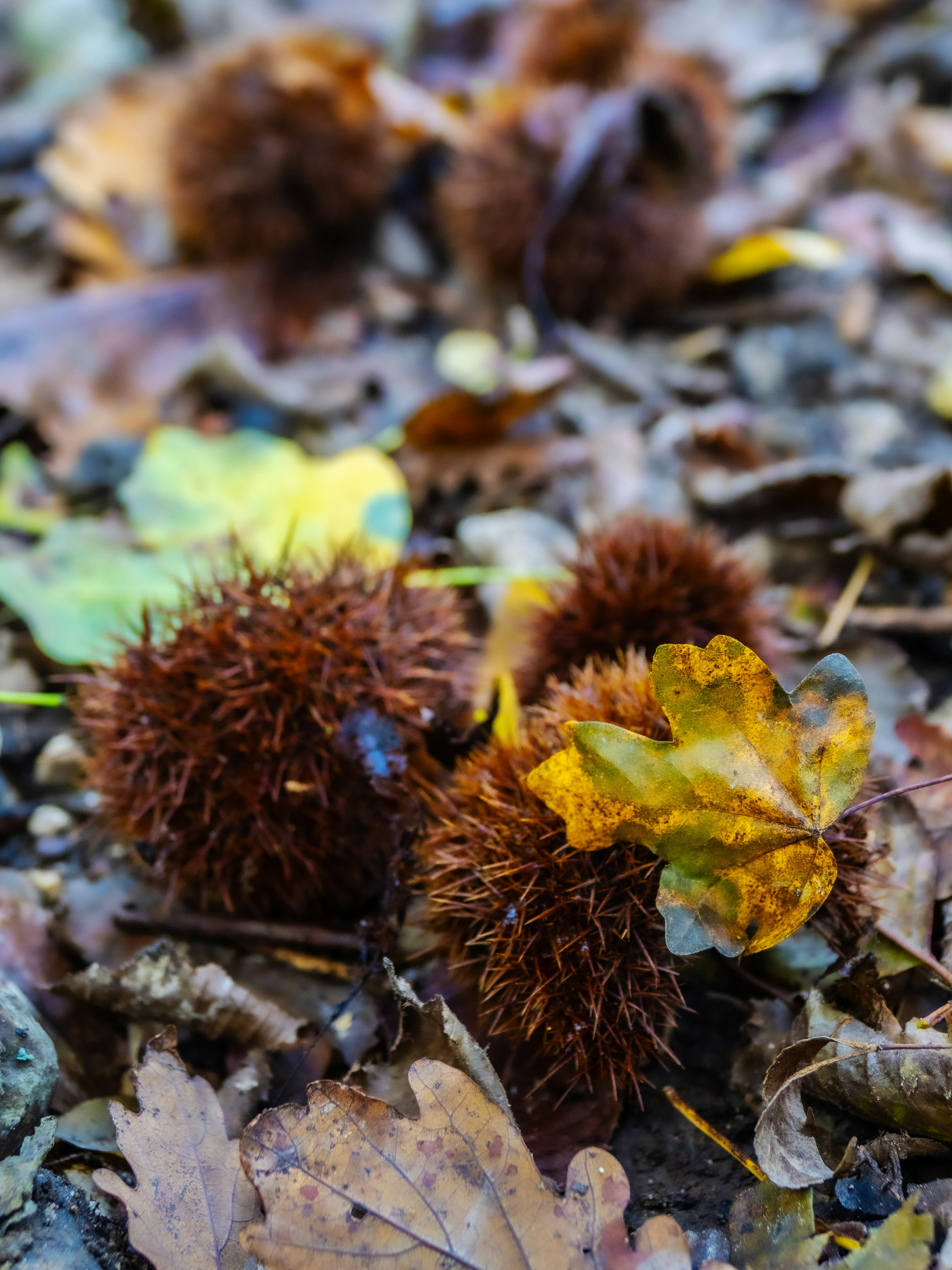 Nature's Textured Tapestry