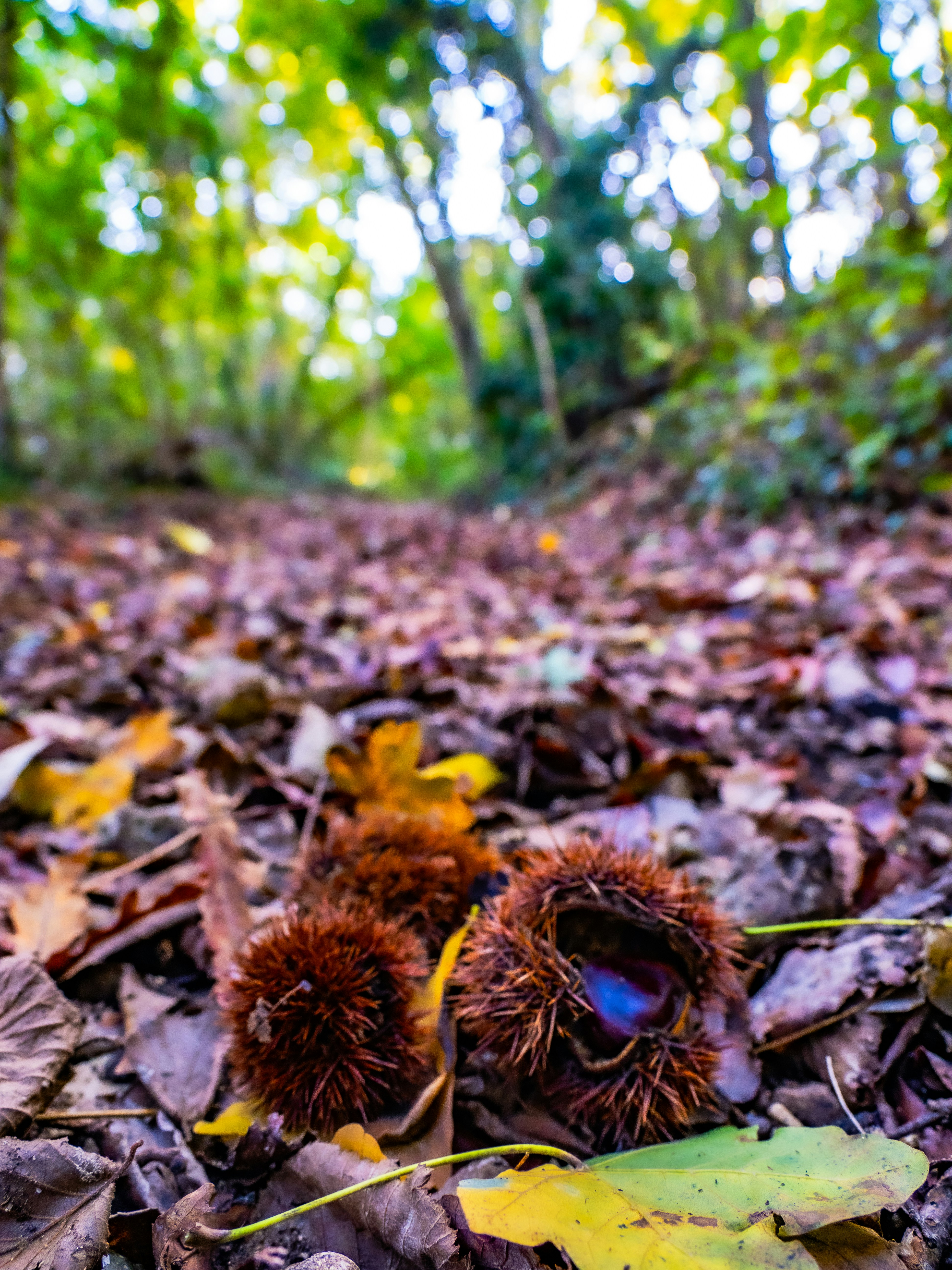 Fallen chestnuts on a forest floor path photo – Free Autumn leaves ...