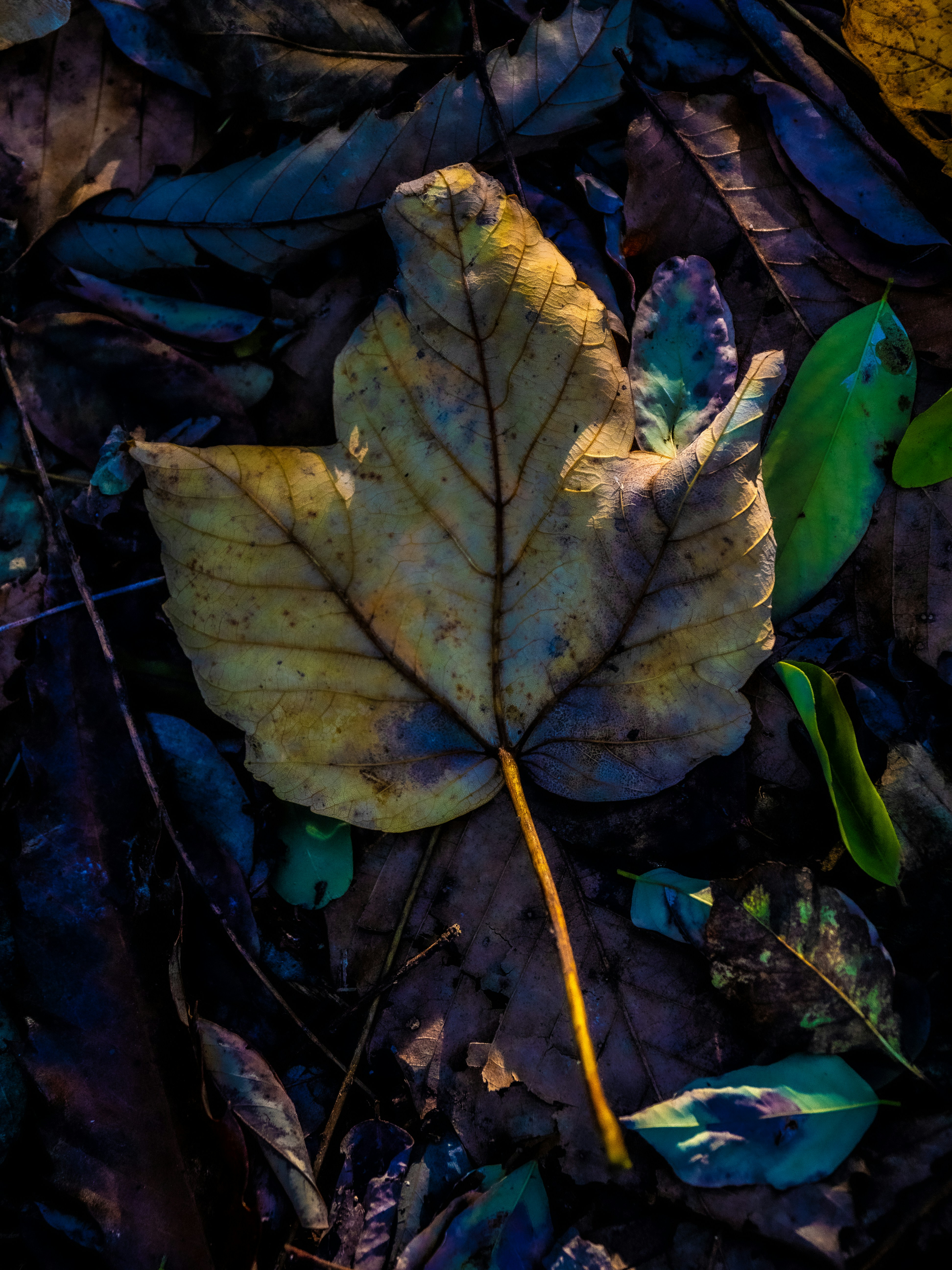 Amber Leaf in Velvet Darkness: A Quiet Forest Moment
