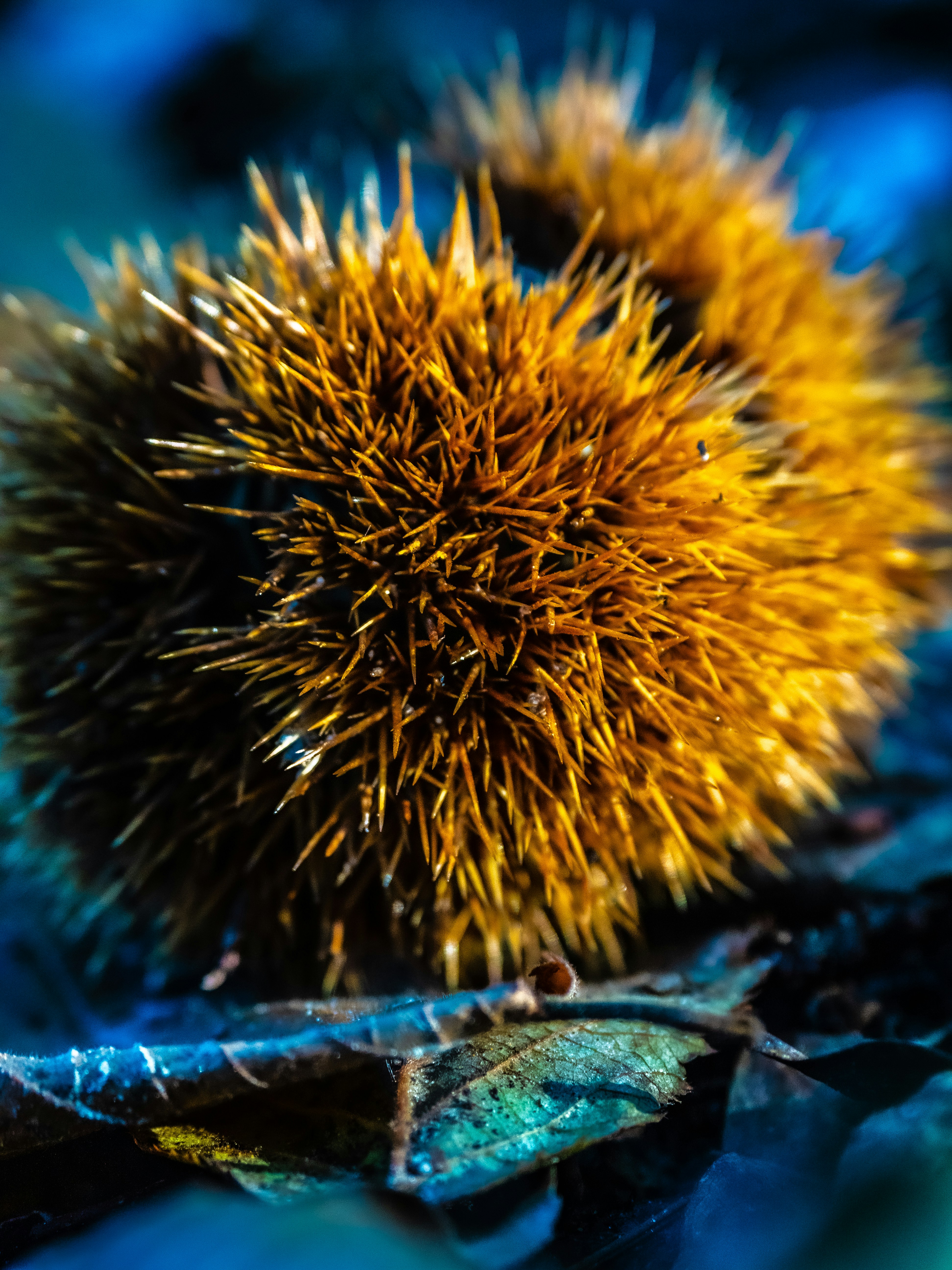 Nature's Quill: A Close Encounter with the Wild