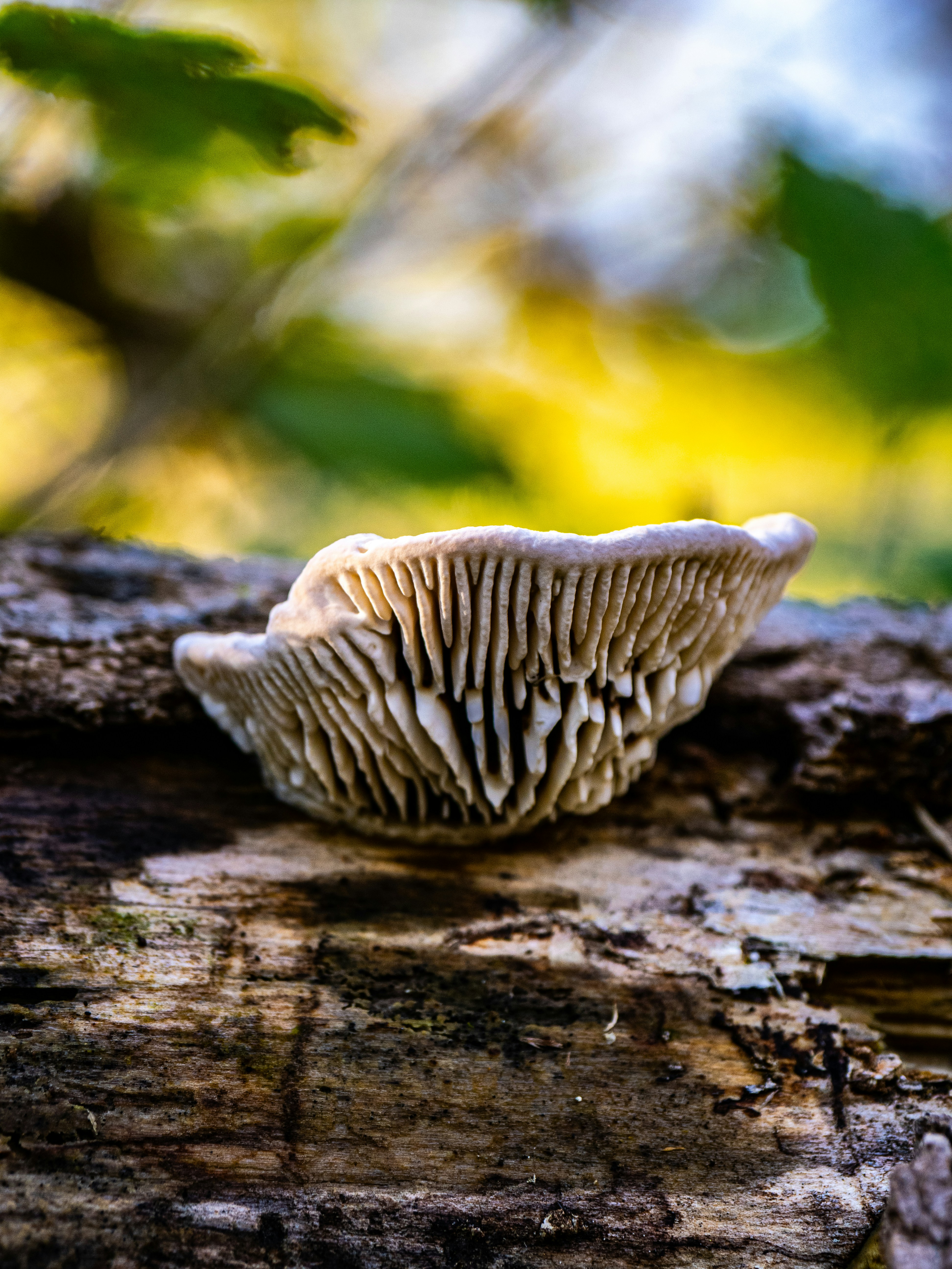 A close-up of a mushroom growing on a weathered log, showcasing its unique texture and form against a blurred natural background.