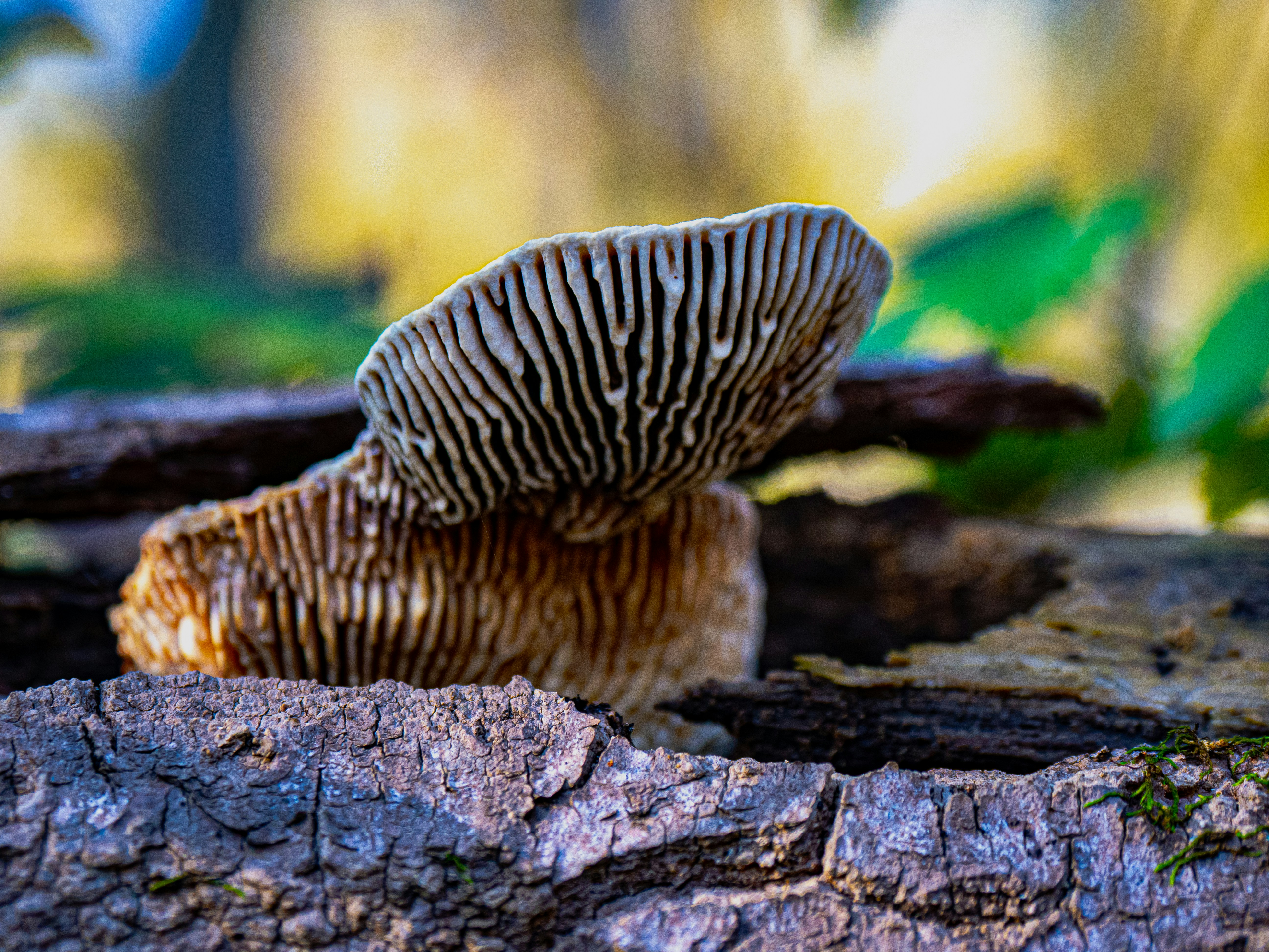 Gilled Sentinel: Macro Portrait of a Mushroom on Weathered Wood
