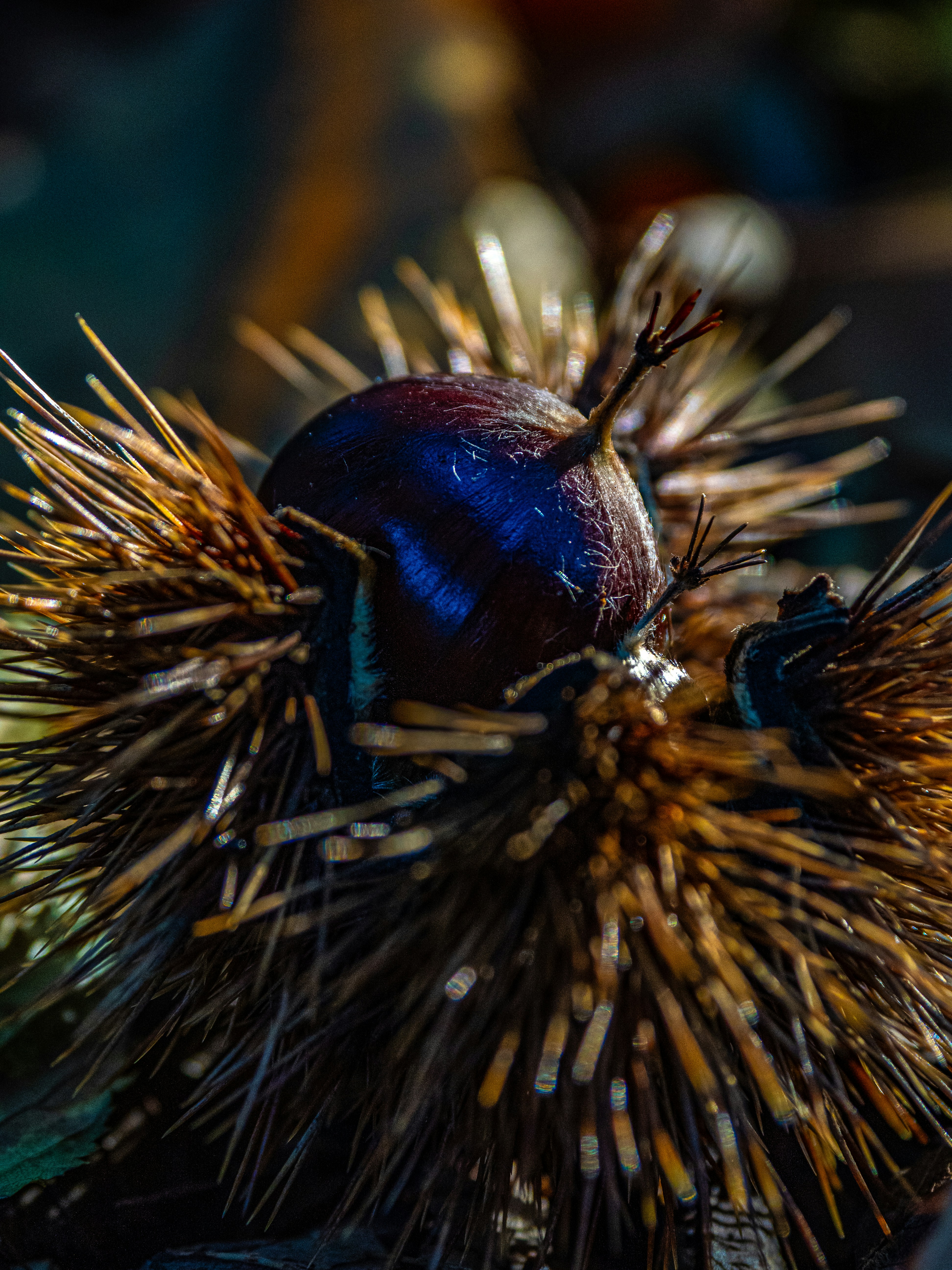 A single chestnut inside its spiky husk.