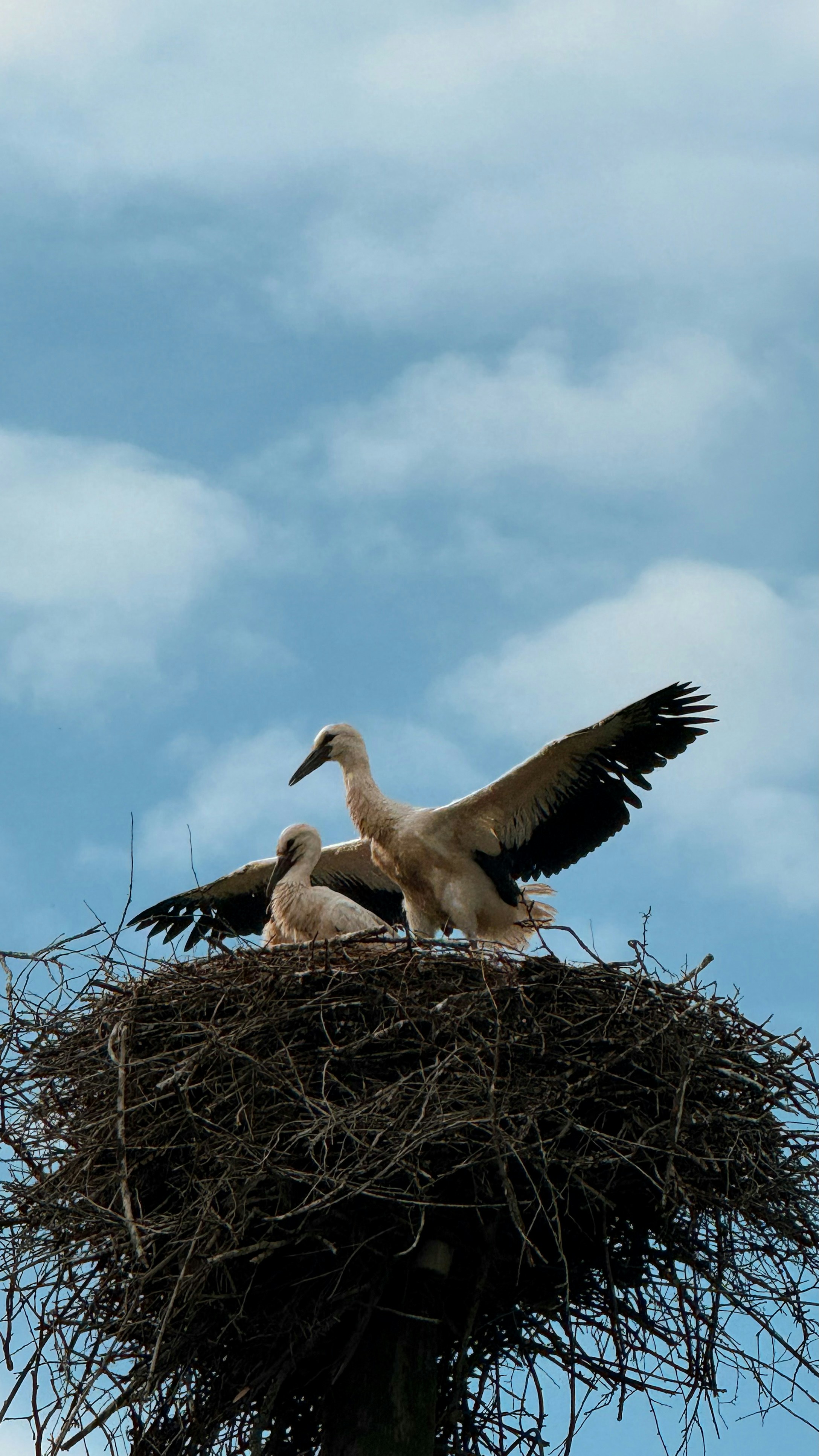 Nestled Heights: A Stork's Vigil