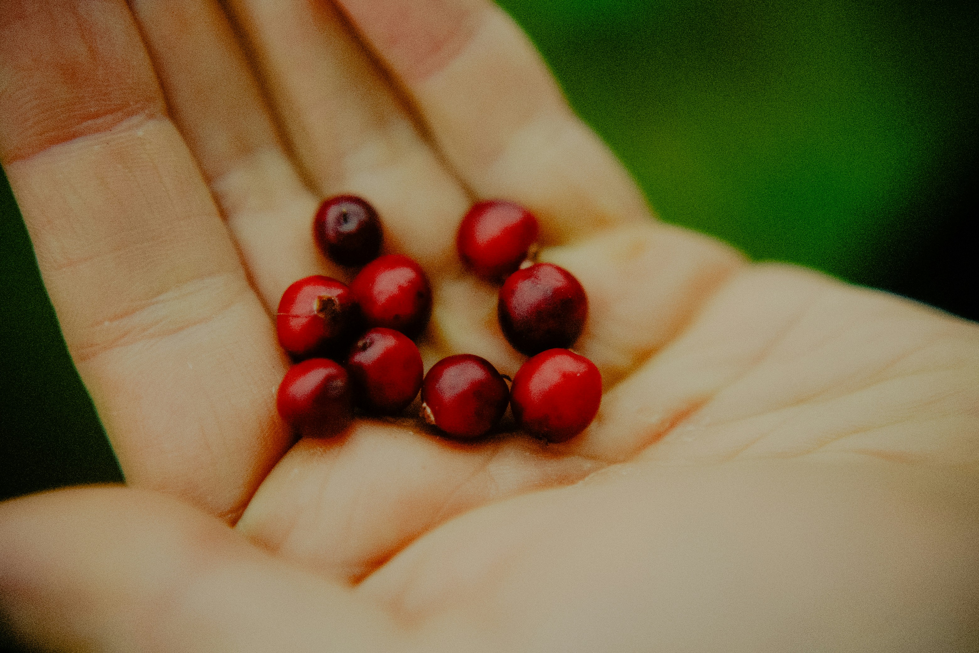 Nature's Tiny Gems: A Handful of Wild Berries