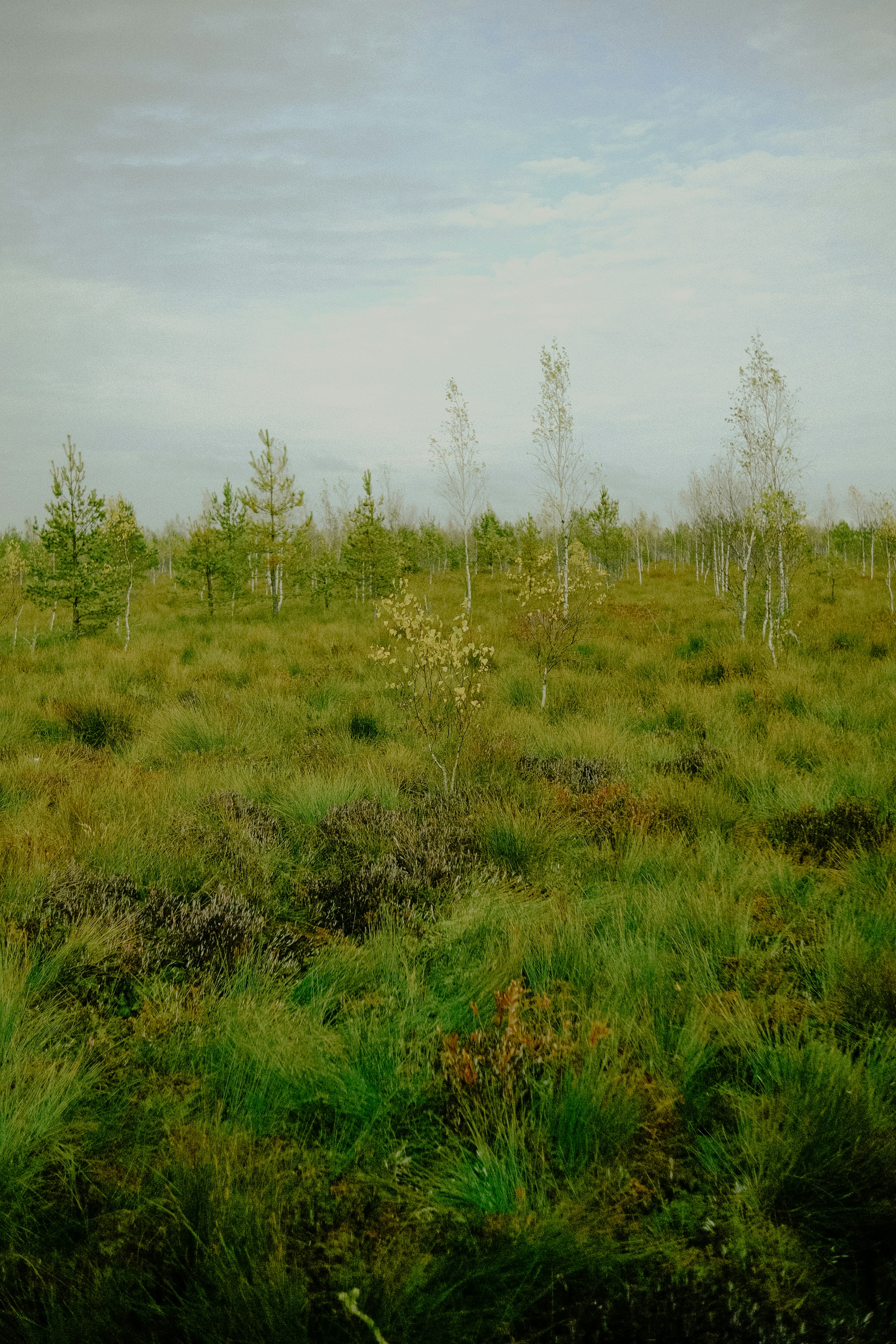 Birch Choir Across a Quiet Moor
