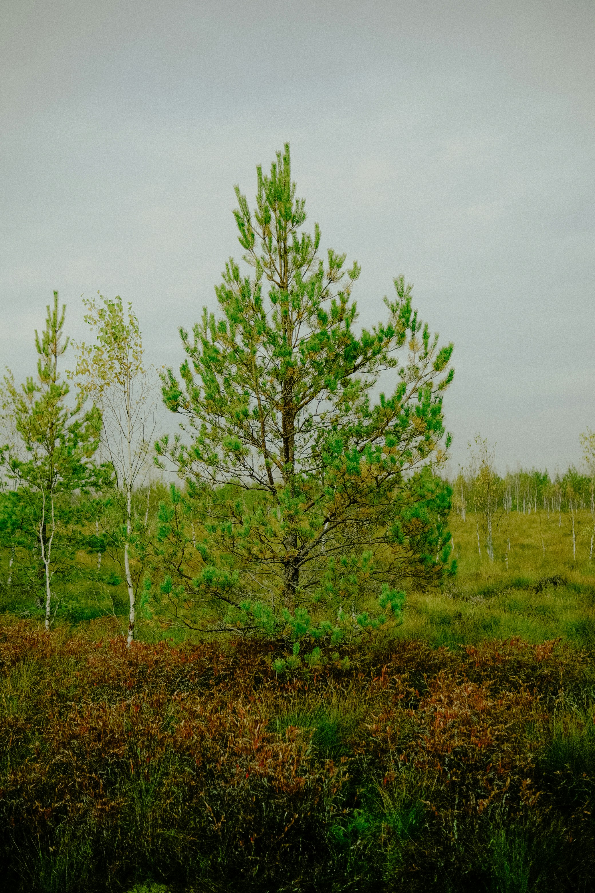 Lone Pine on a Heathland Under a Quiet Gray Sky