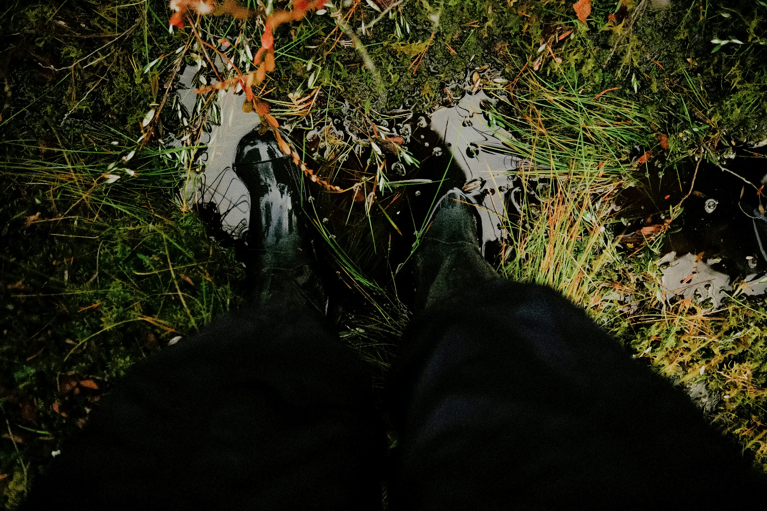 Footfalls Through Frost-Dusted Undergrowth