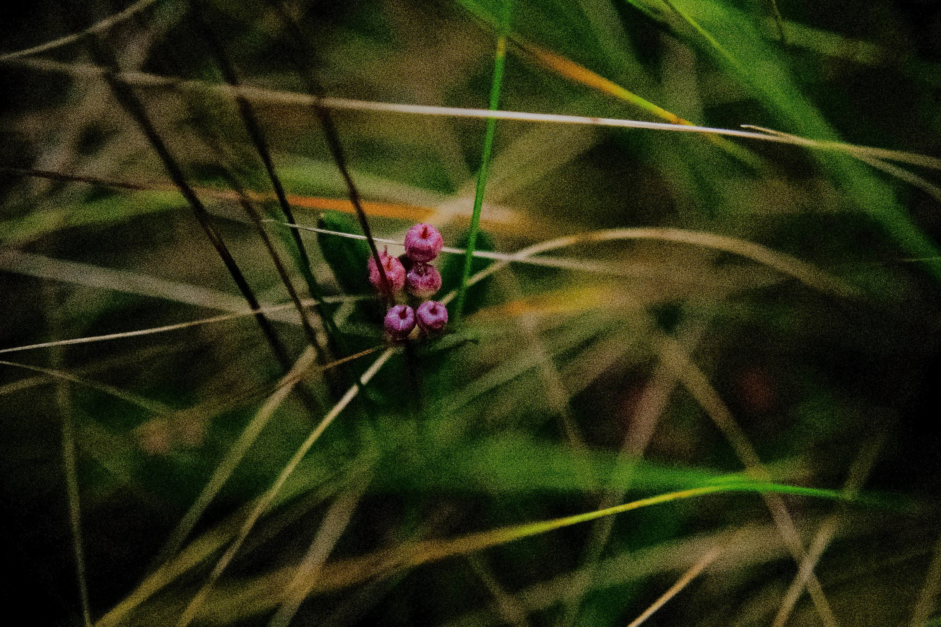 Purple Bead Cluster Amid a Tangle of Meadow Grasses