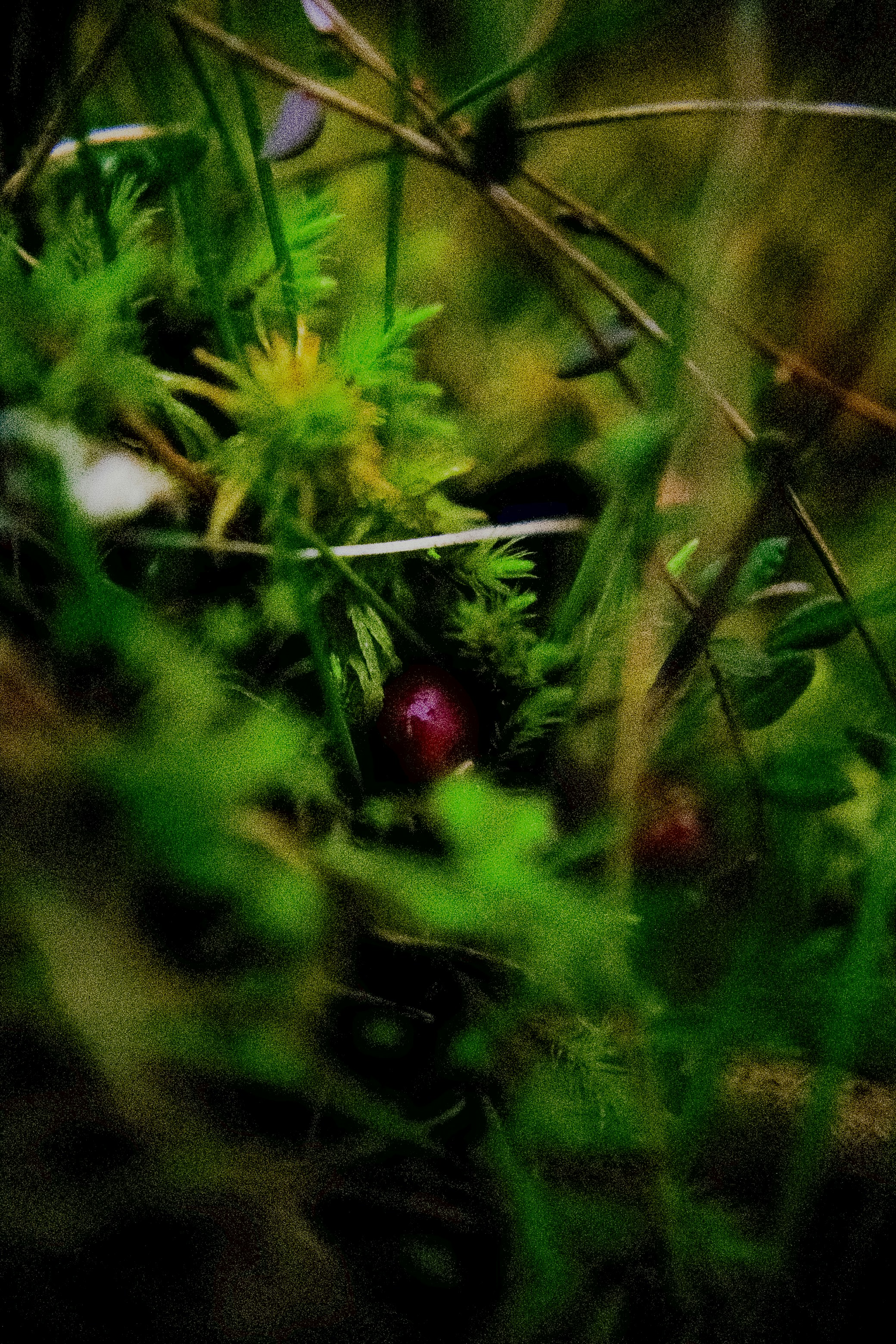 Hidden Gems of the Forest Floor