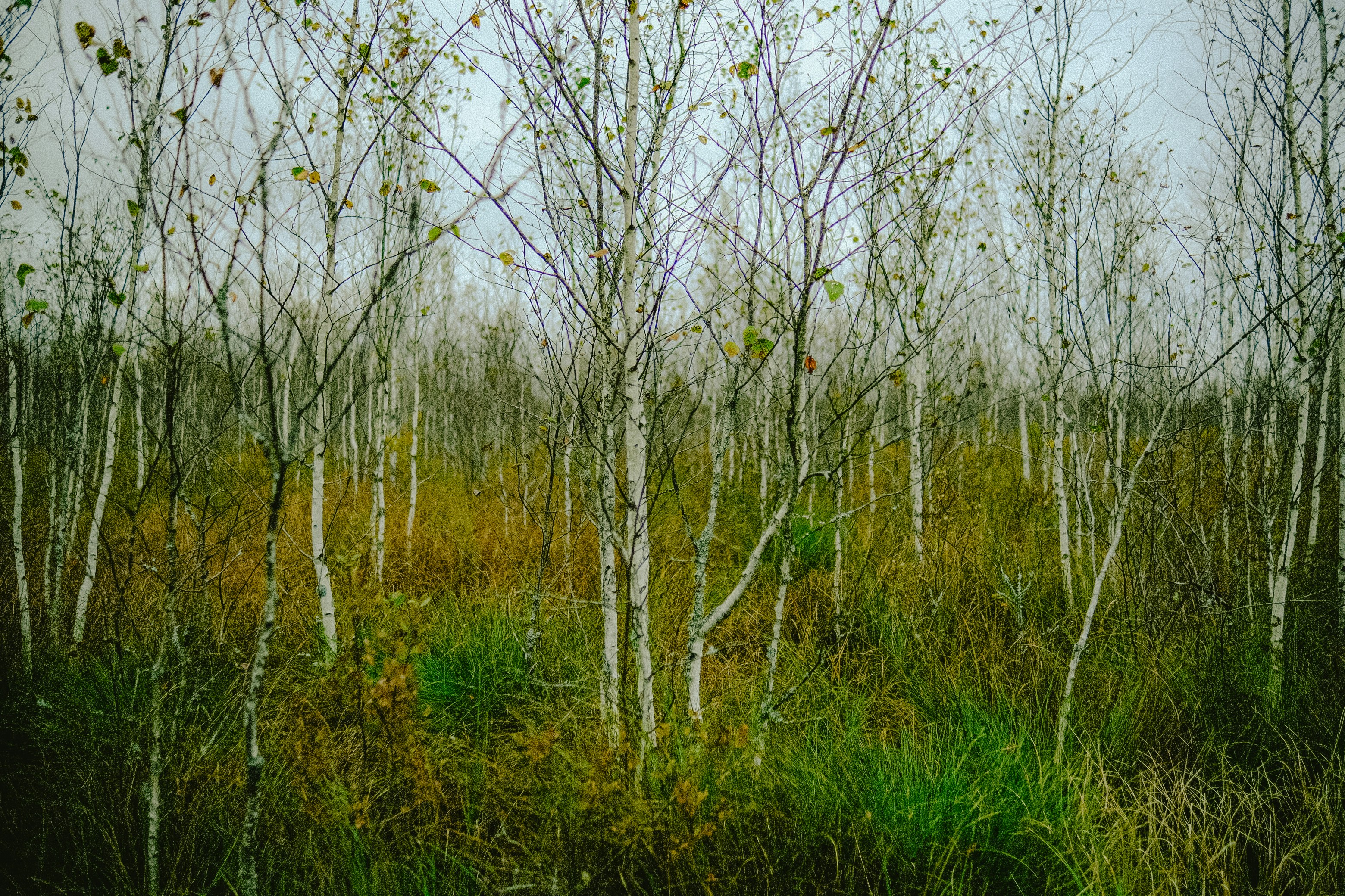 Whispers of Autumn: A Forest's Quiet Transformation