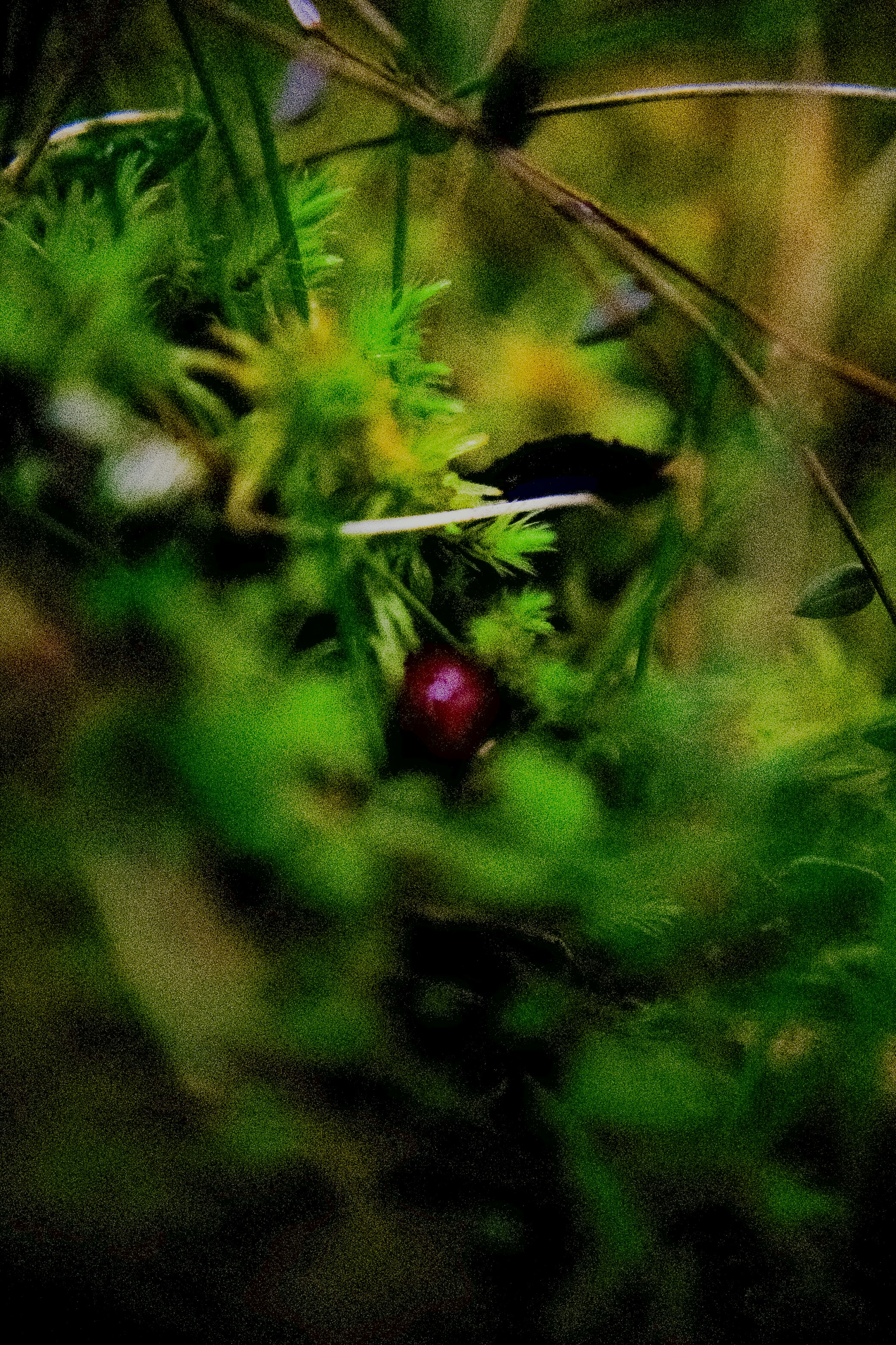 Hidden Red Berry in a Mossy Microcosm