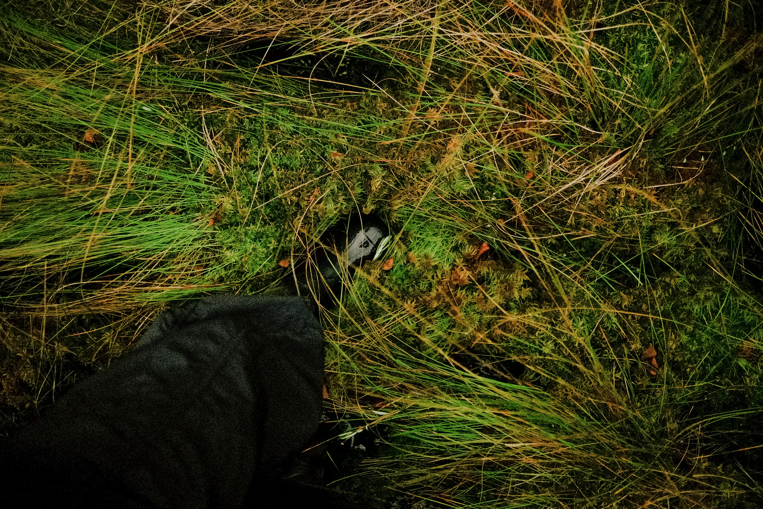Nature's Hidden Gem: A Glimpse Beneath the Grass