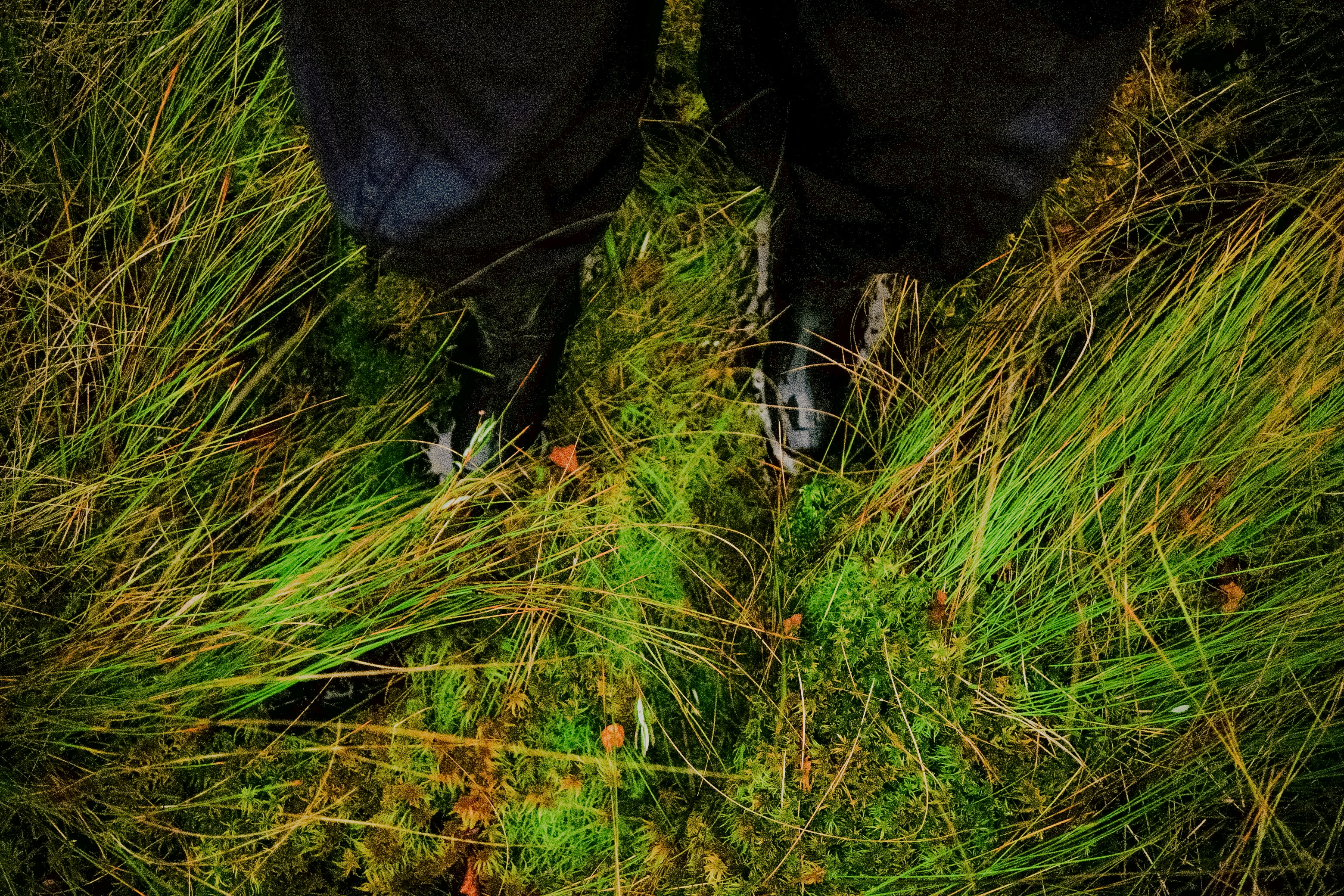 Nature's Footprint: A Walk Through the Green Carpet