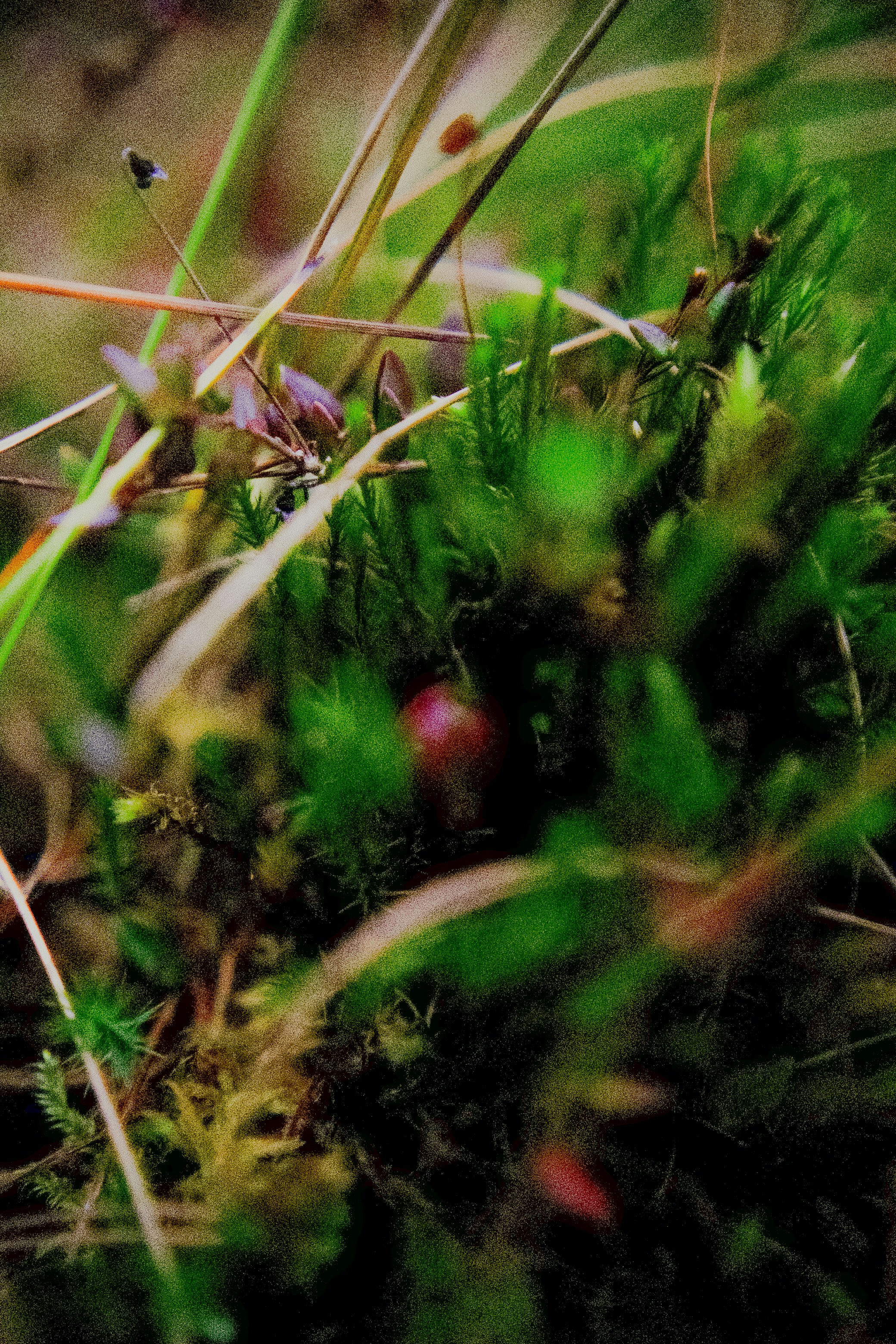 Whispers of the Forest Floor