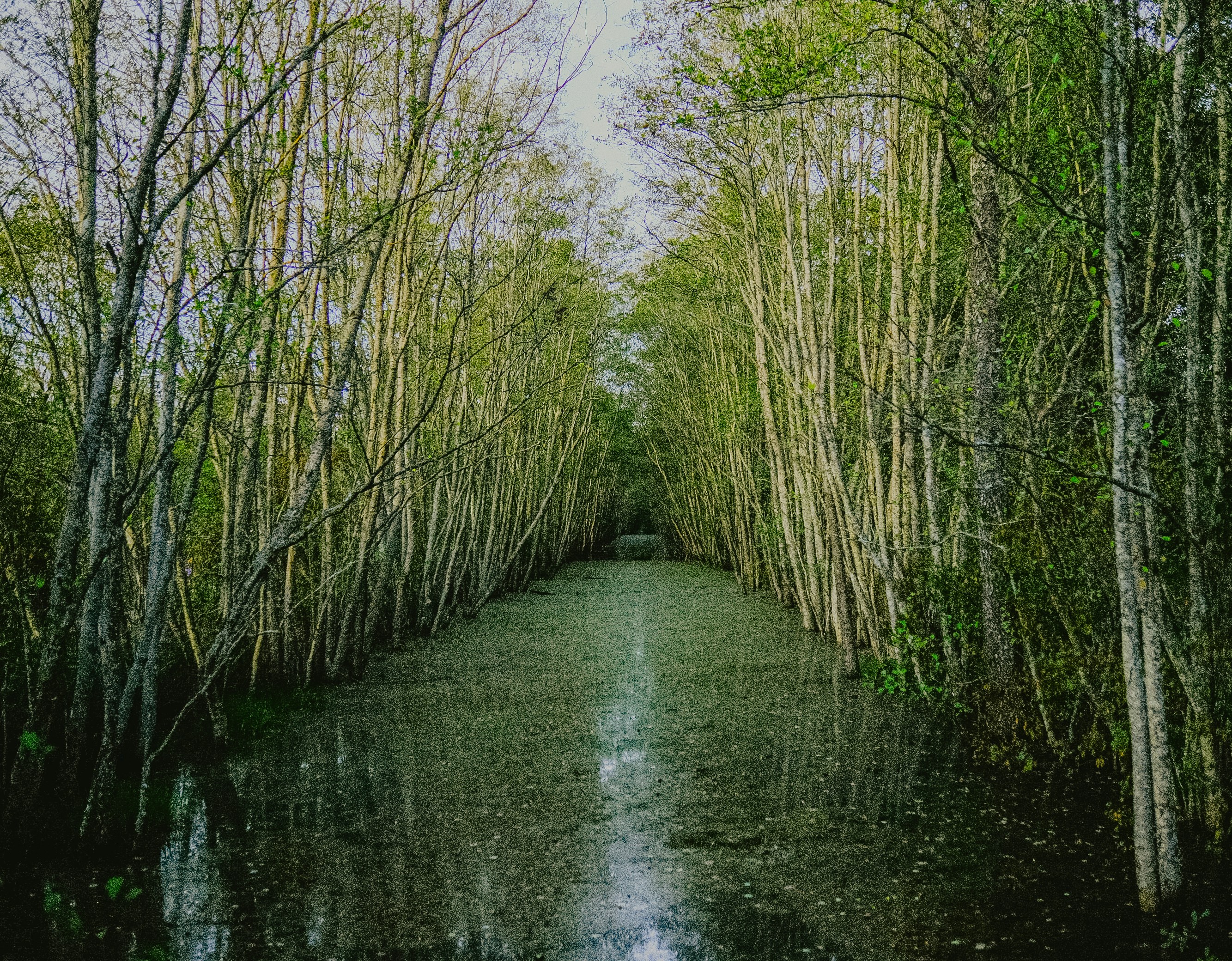 A narrow waterway lined with trees photo – Free Natural beauty Image on ...