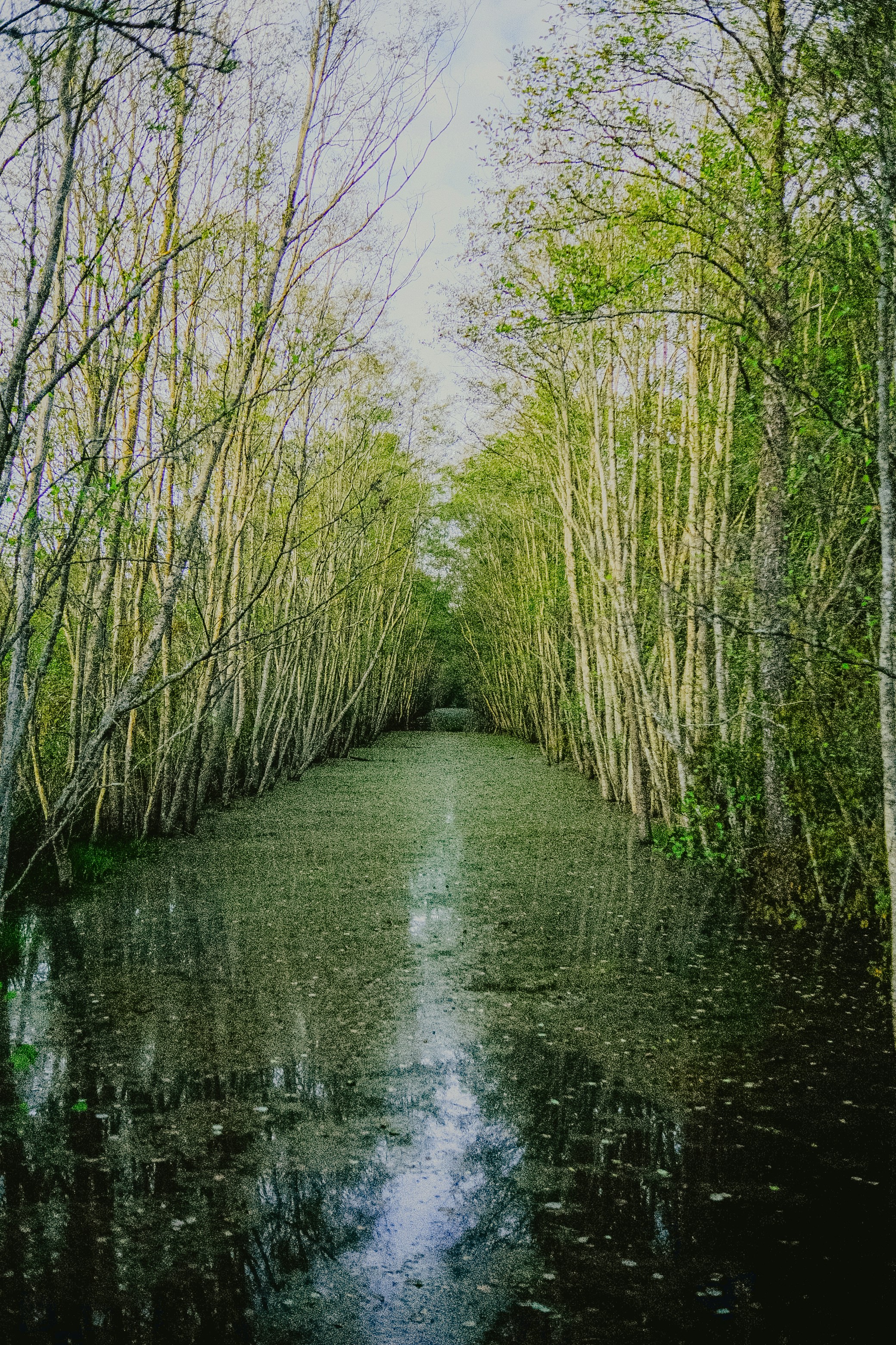 Whispers of the Wetlands
