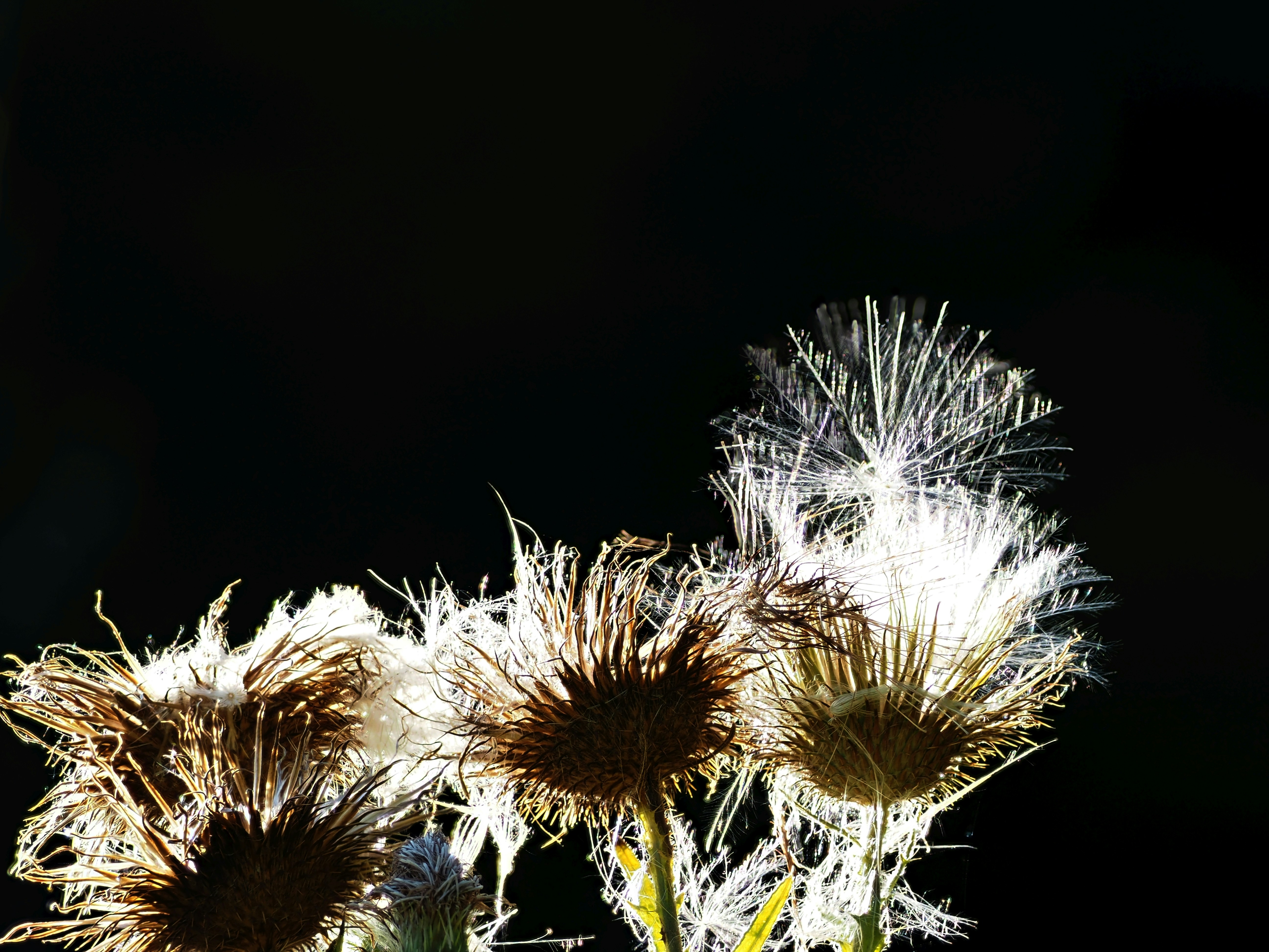 Delicate thistle blooms illuminated against a dark backdrop, showcasing their intricate textures and ephemeral beauty.