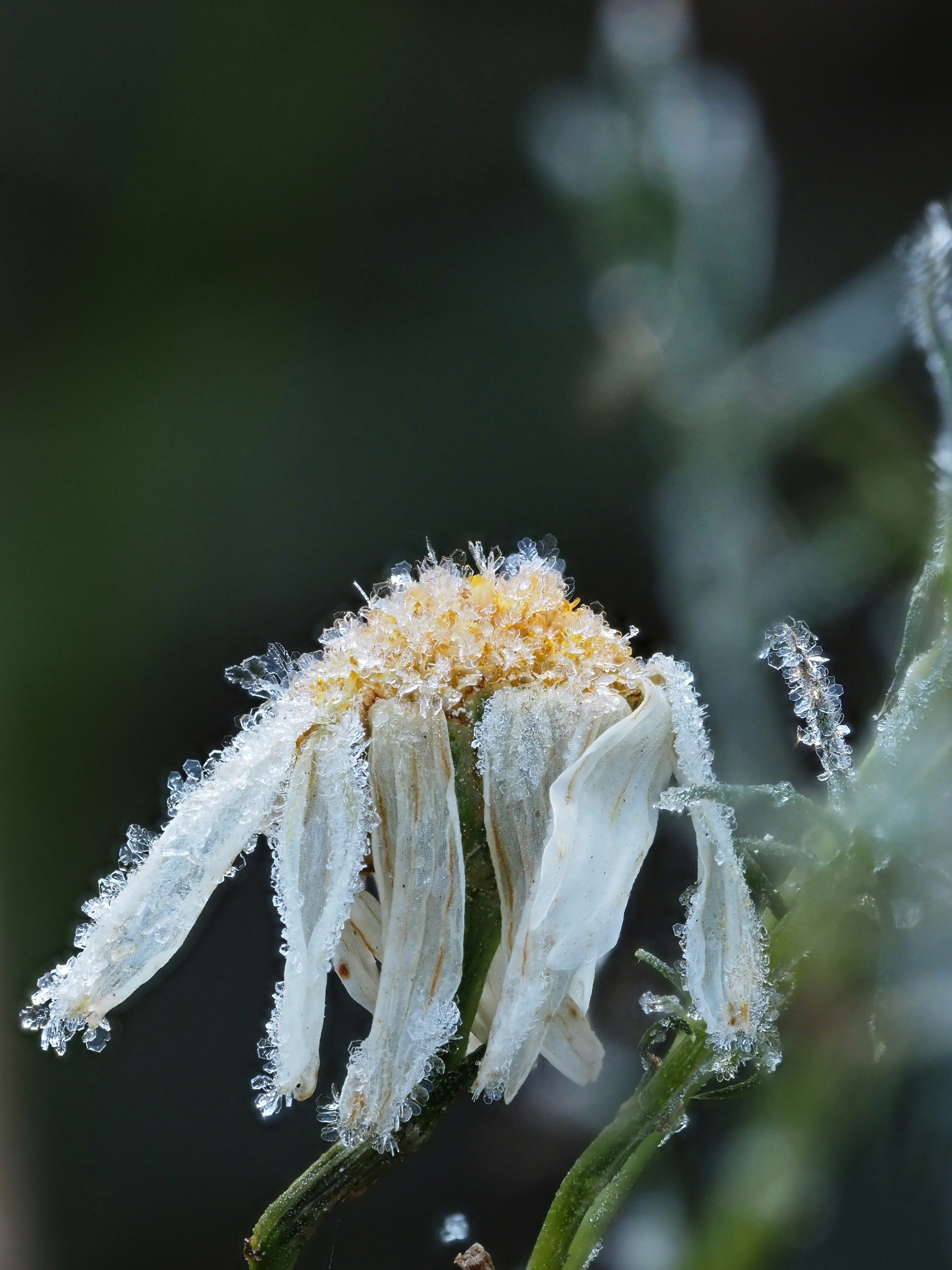 Frost-Kissed Daisy: a macro portrait of ice-crusted petals and a pollen-yellow center