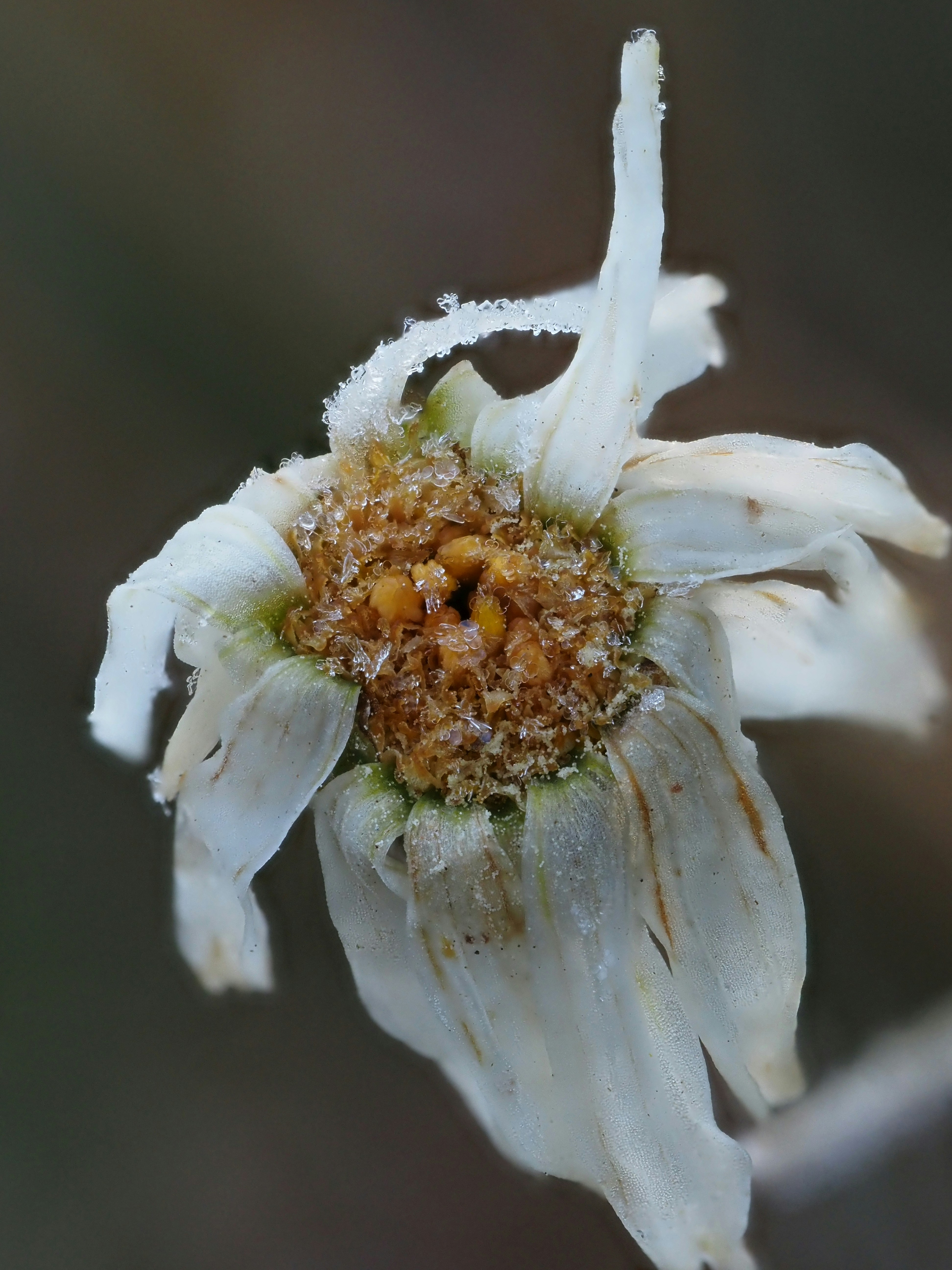 Frost-Dusted Core: macro close-up of a white bloom's weathered center
