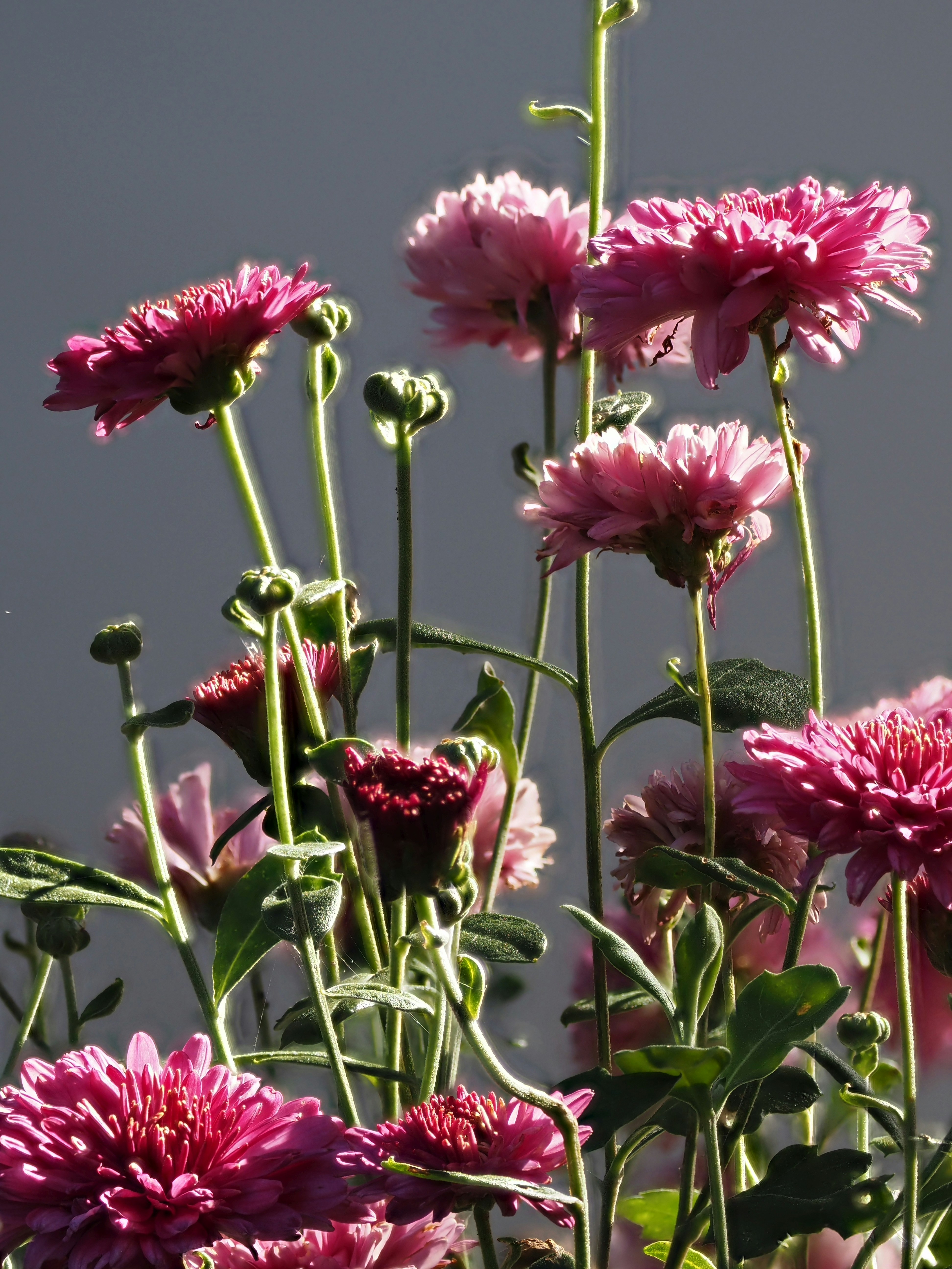 Whispers of Blooming Elegance
