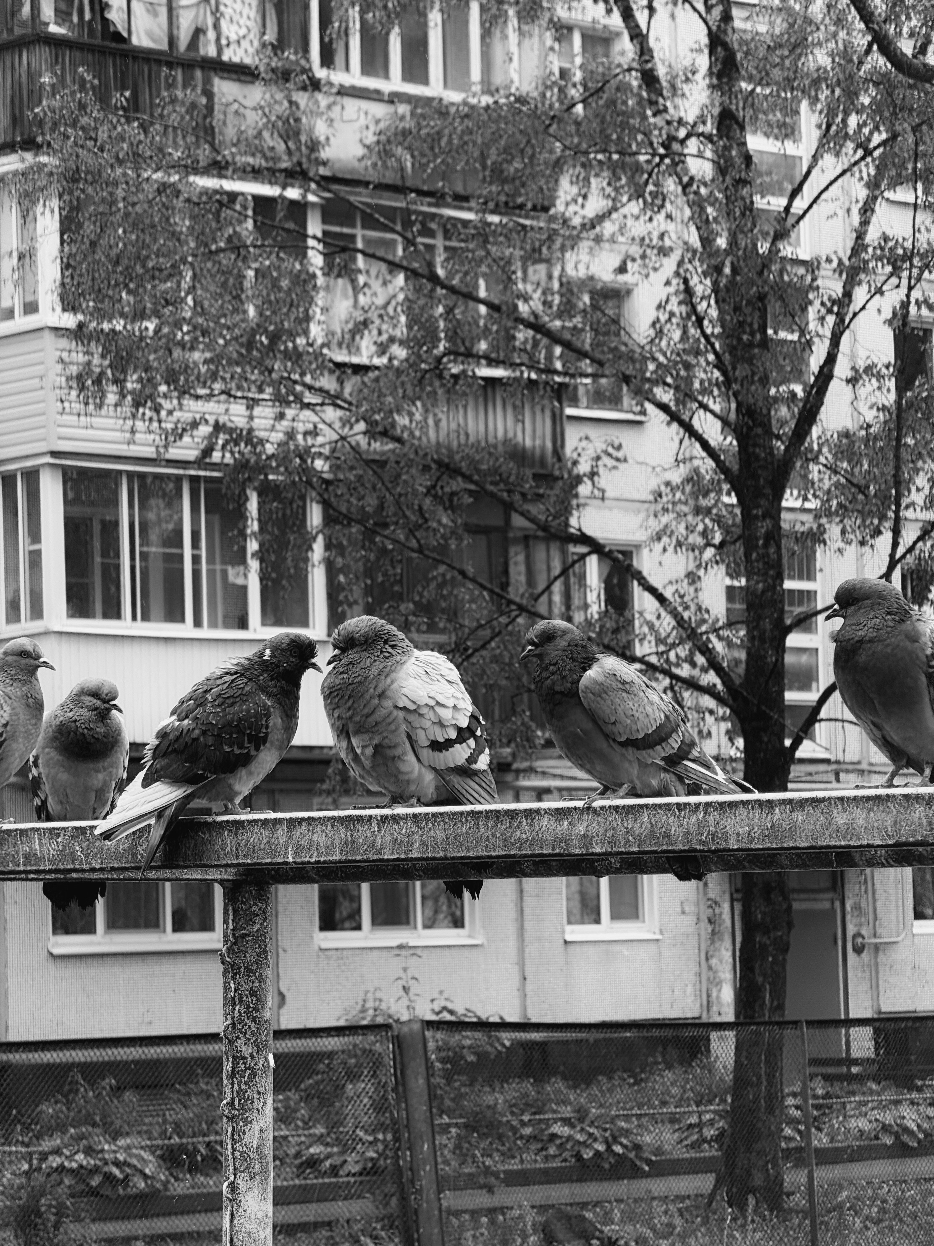 Urban Avian Assembly