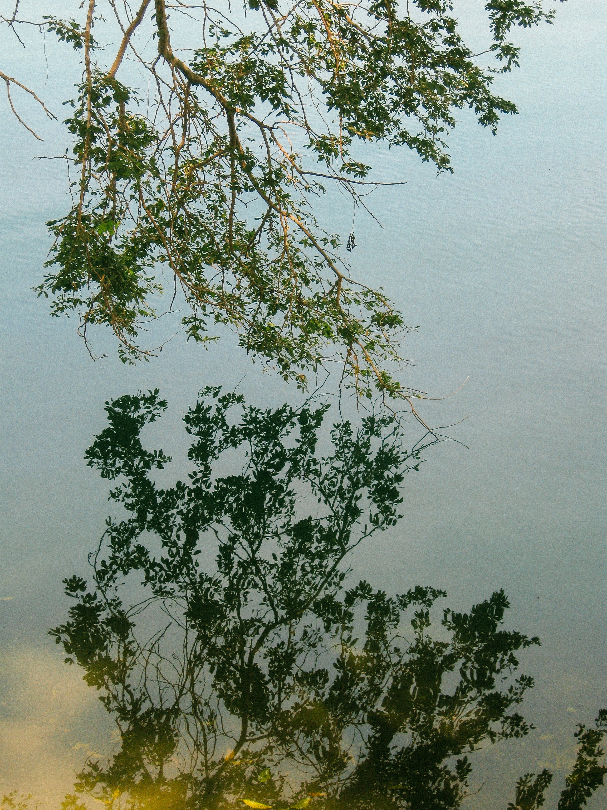 Overhanging branches create a mirrored reflection in calm waters, showcasing the beauty of nature's symmetry.