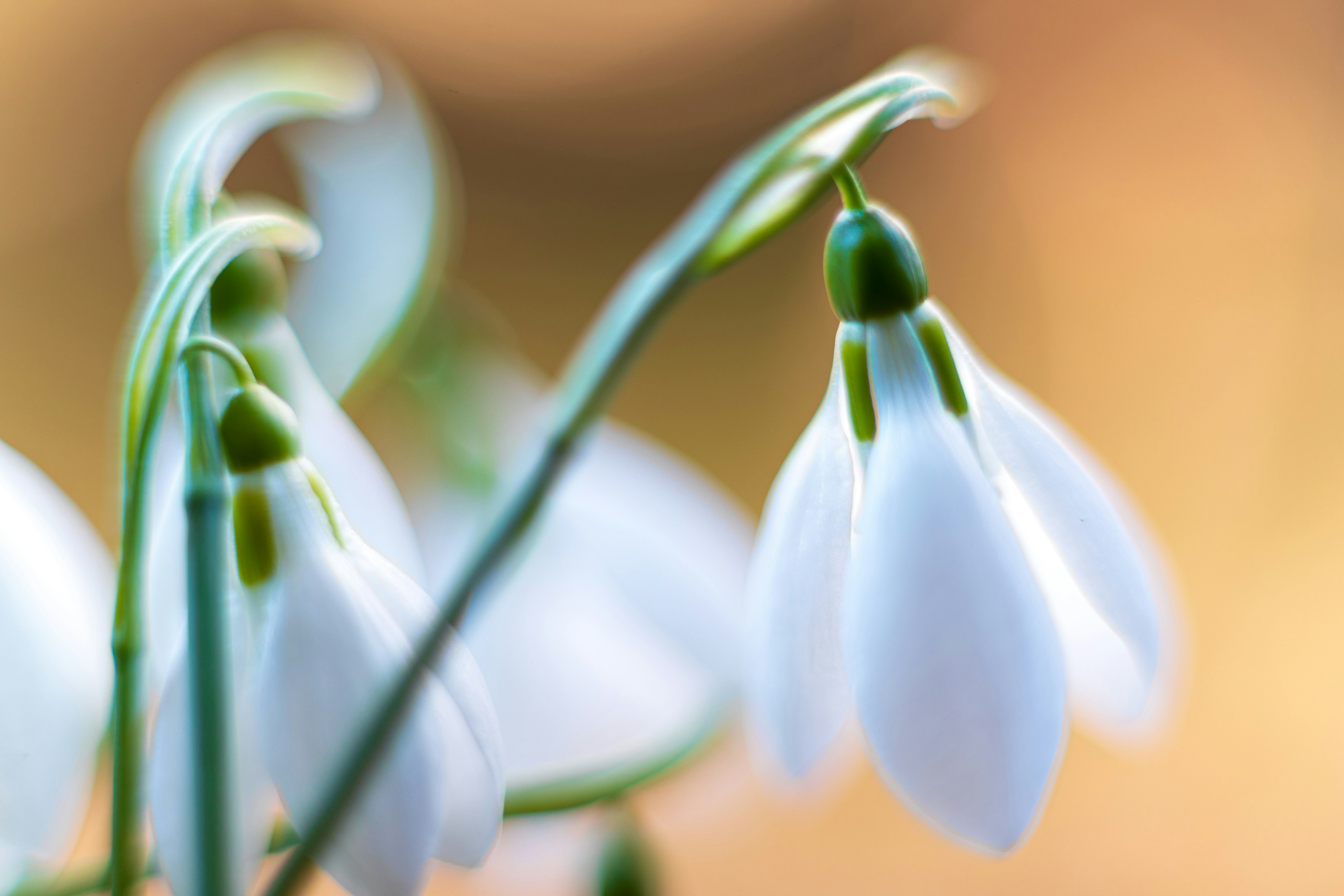 Delicate snowdrop flowers gracefully arching with soft, blurred background hues. The intricate details of the petals and green accents stand out beautifully.