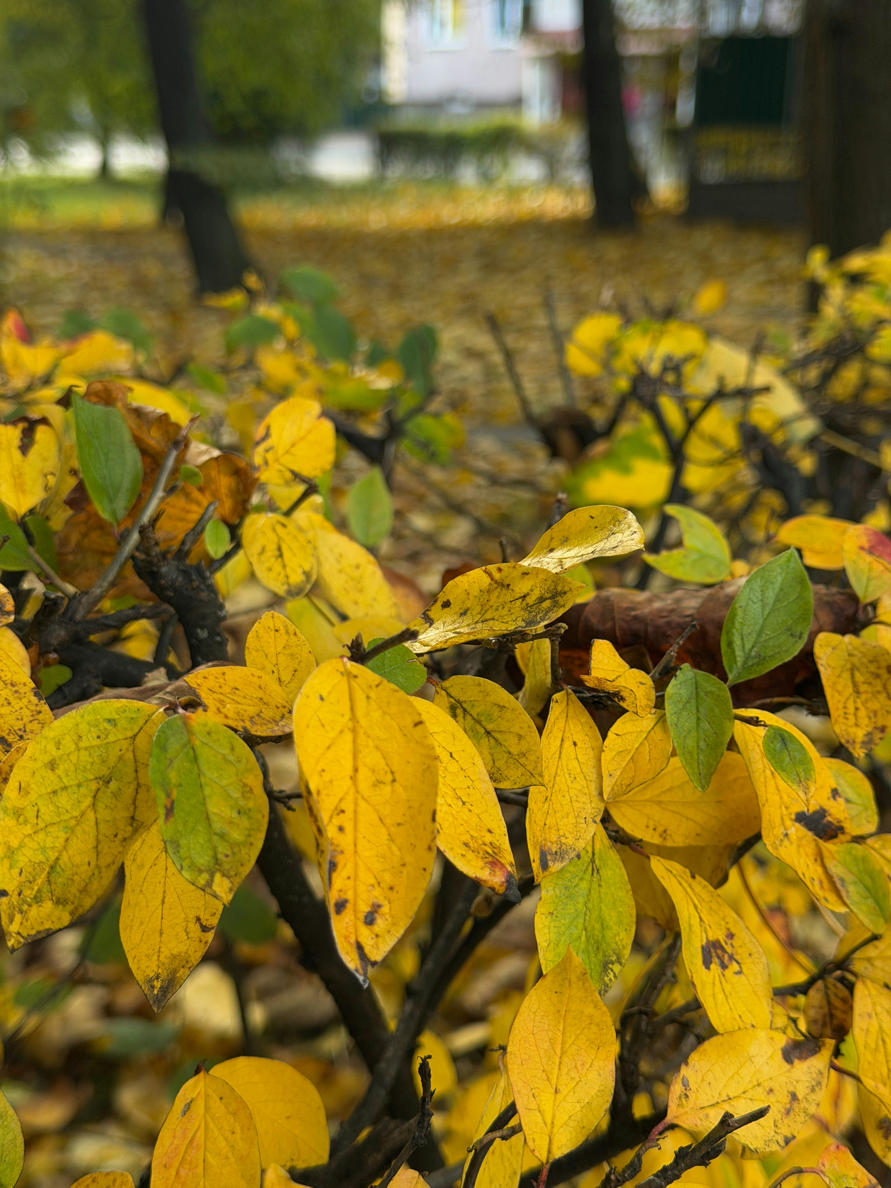 Amber Leaf Close-Up: Autumn in Focus Amid a Quiet Park Backdrop