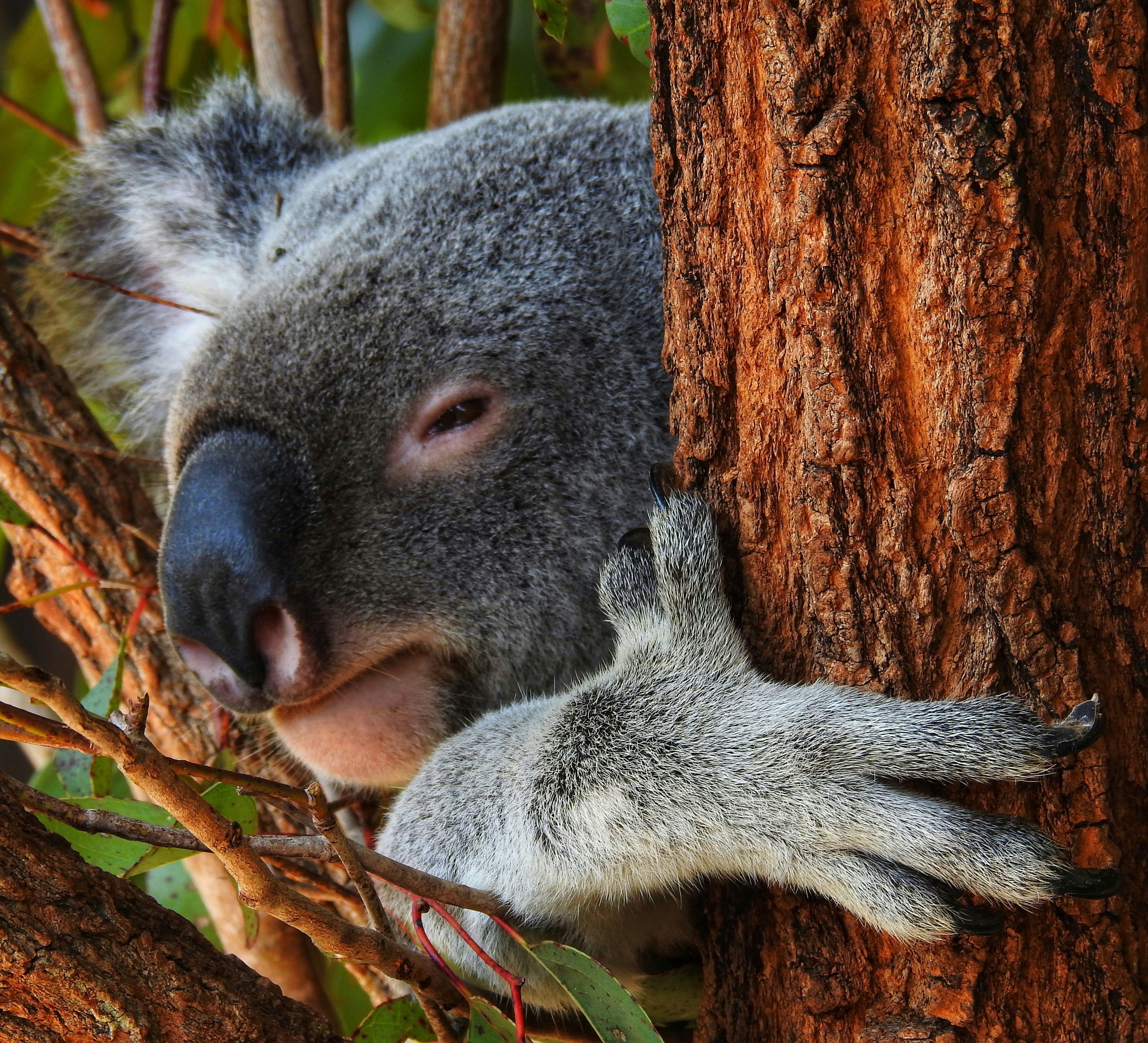 Embrace of Nature: A Koala's Respite