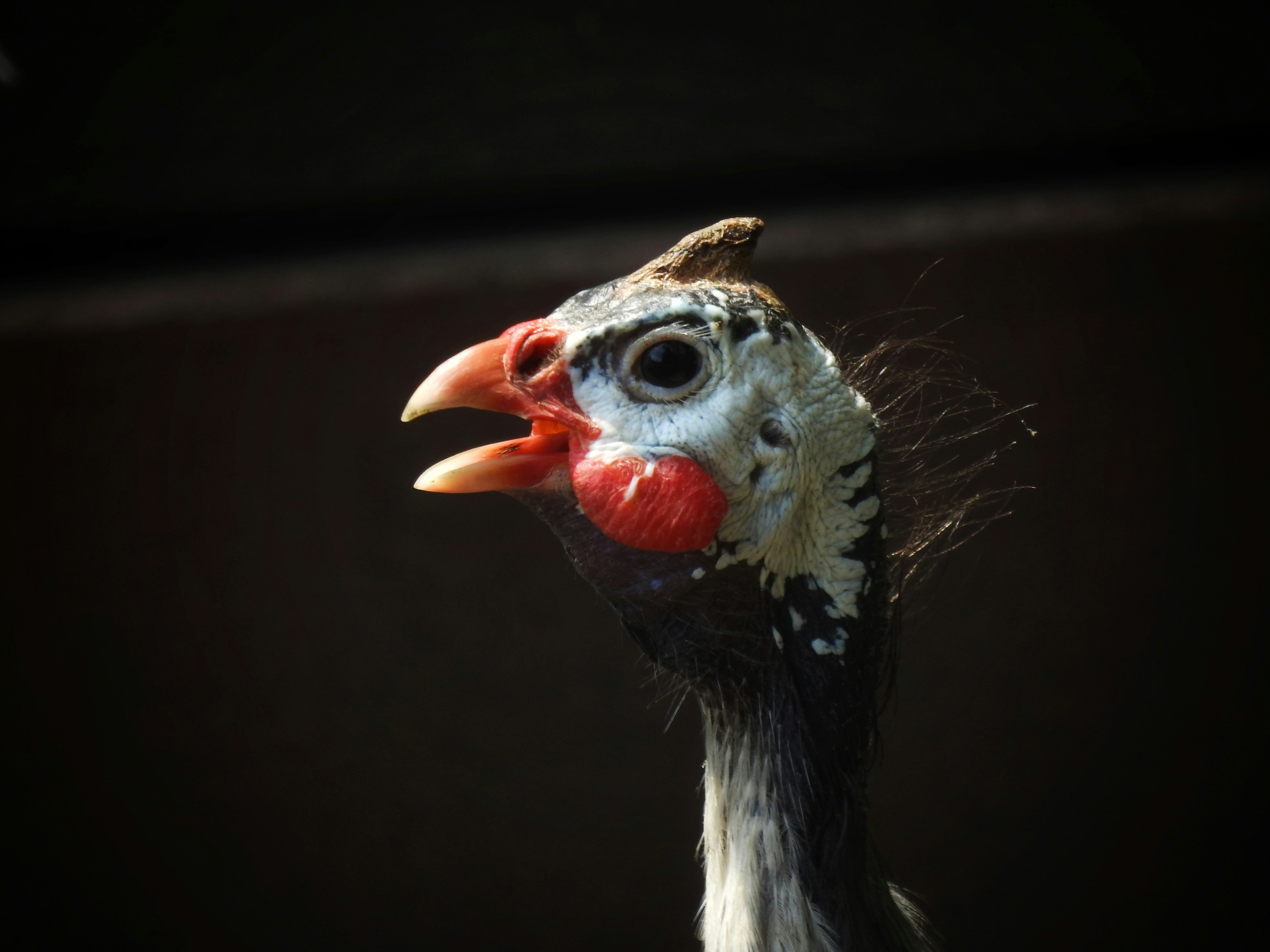 A close-up profile of a guinea fowl's head. photo – Free Animal Image ...