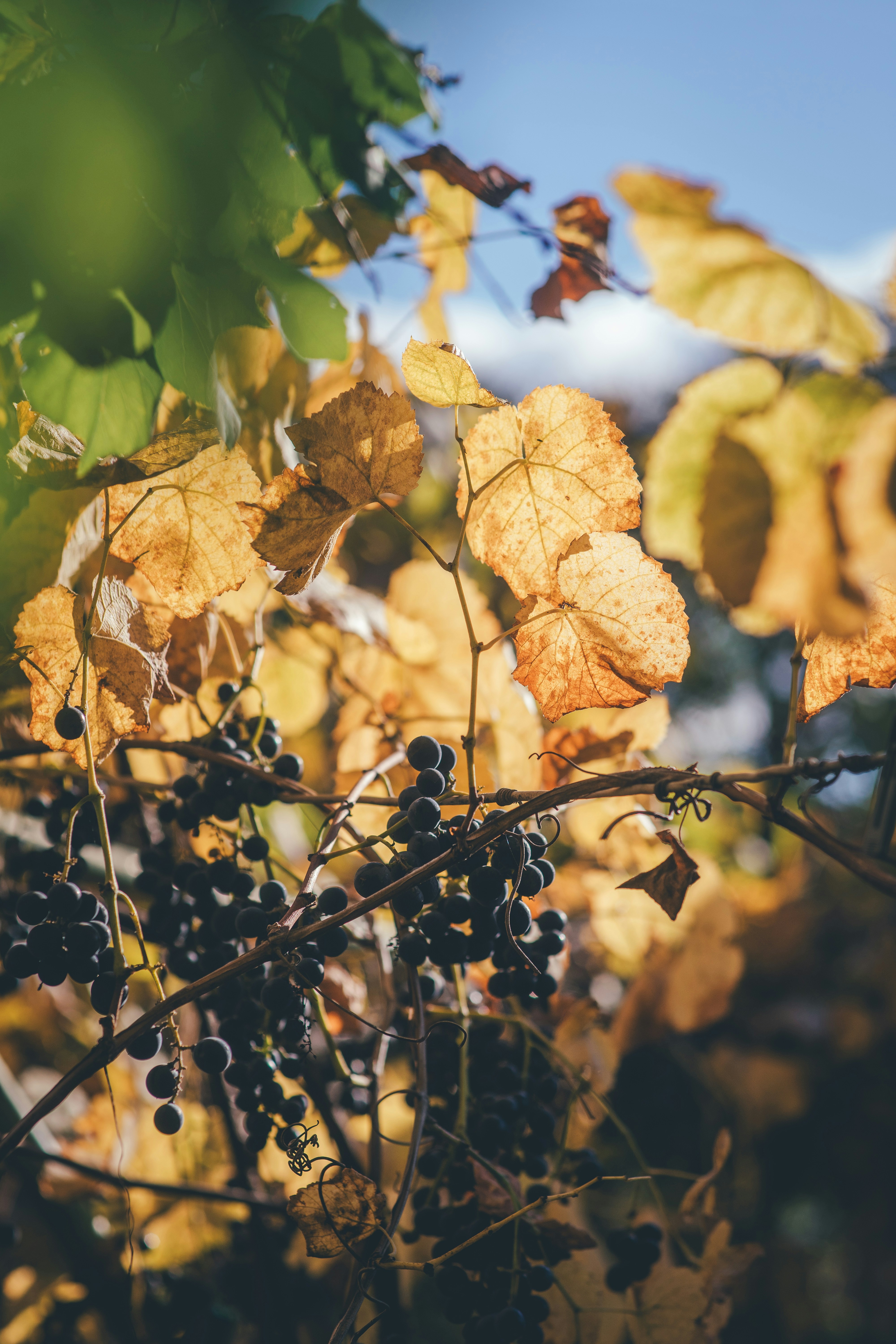 Dark grapes hang among golden autumn leaves.