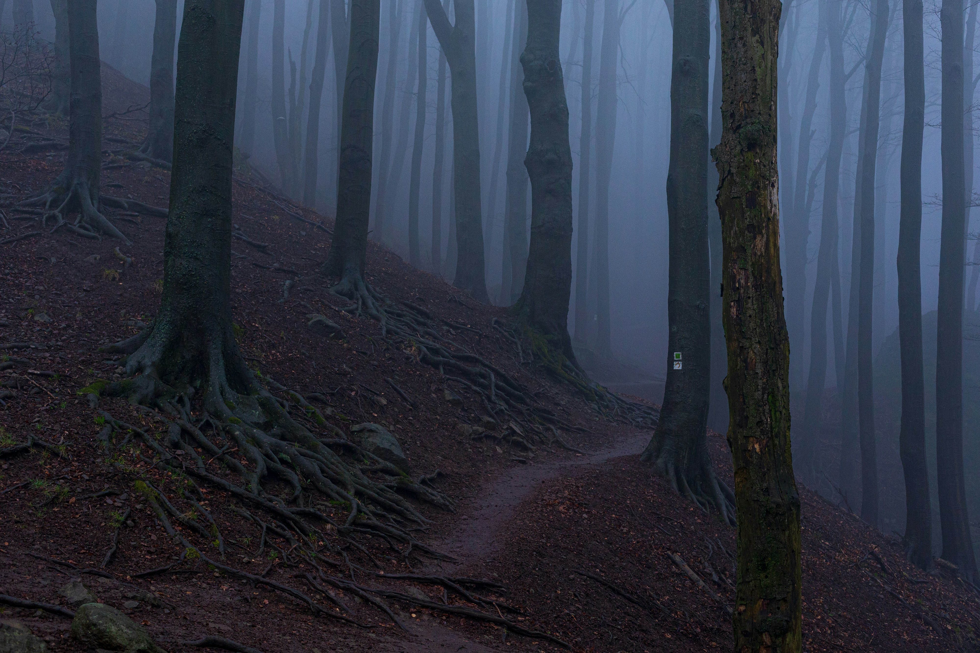 Mist-Laced Path: Fog-Wrapped Pines Weaving Through a Blue Forest