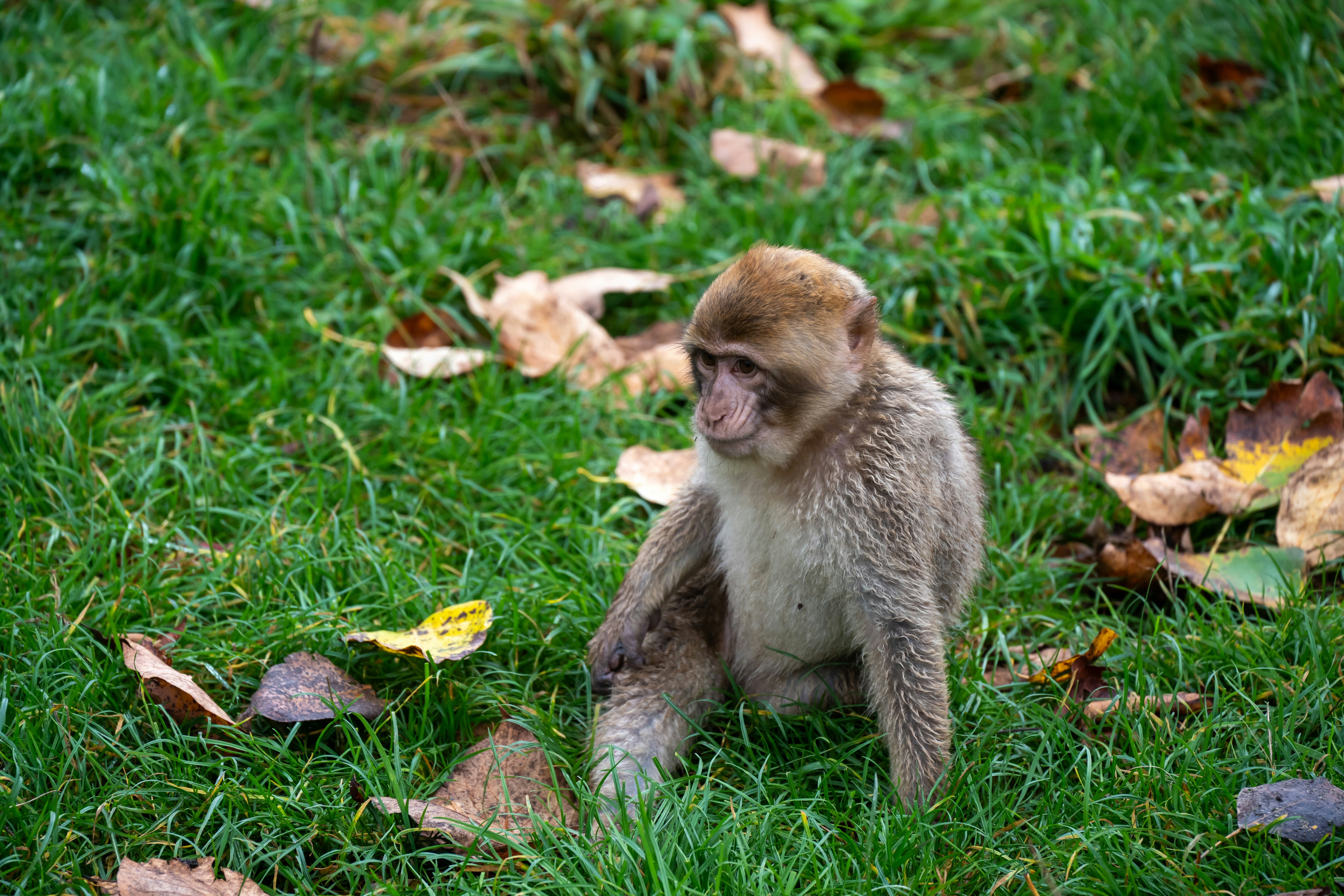 A young monkey sits amidst fallen leaves on lush green grass, displaying a moment of curiosity and contemplation.