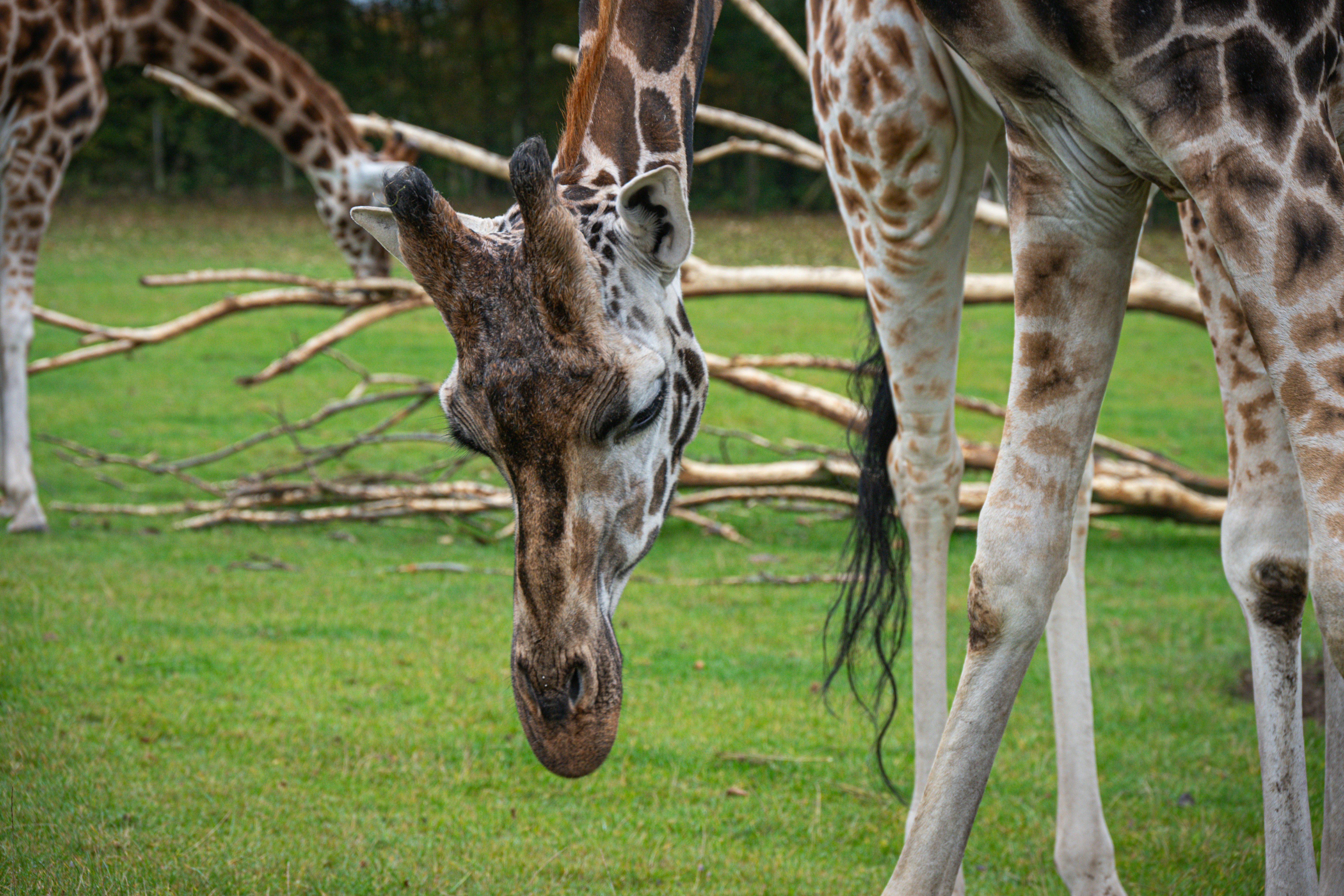 A close-up of a giraffe grazing on grass, showcasing its long neck and unique markings. The background features blurred outlines of other giraffes and fallen branches.