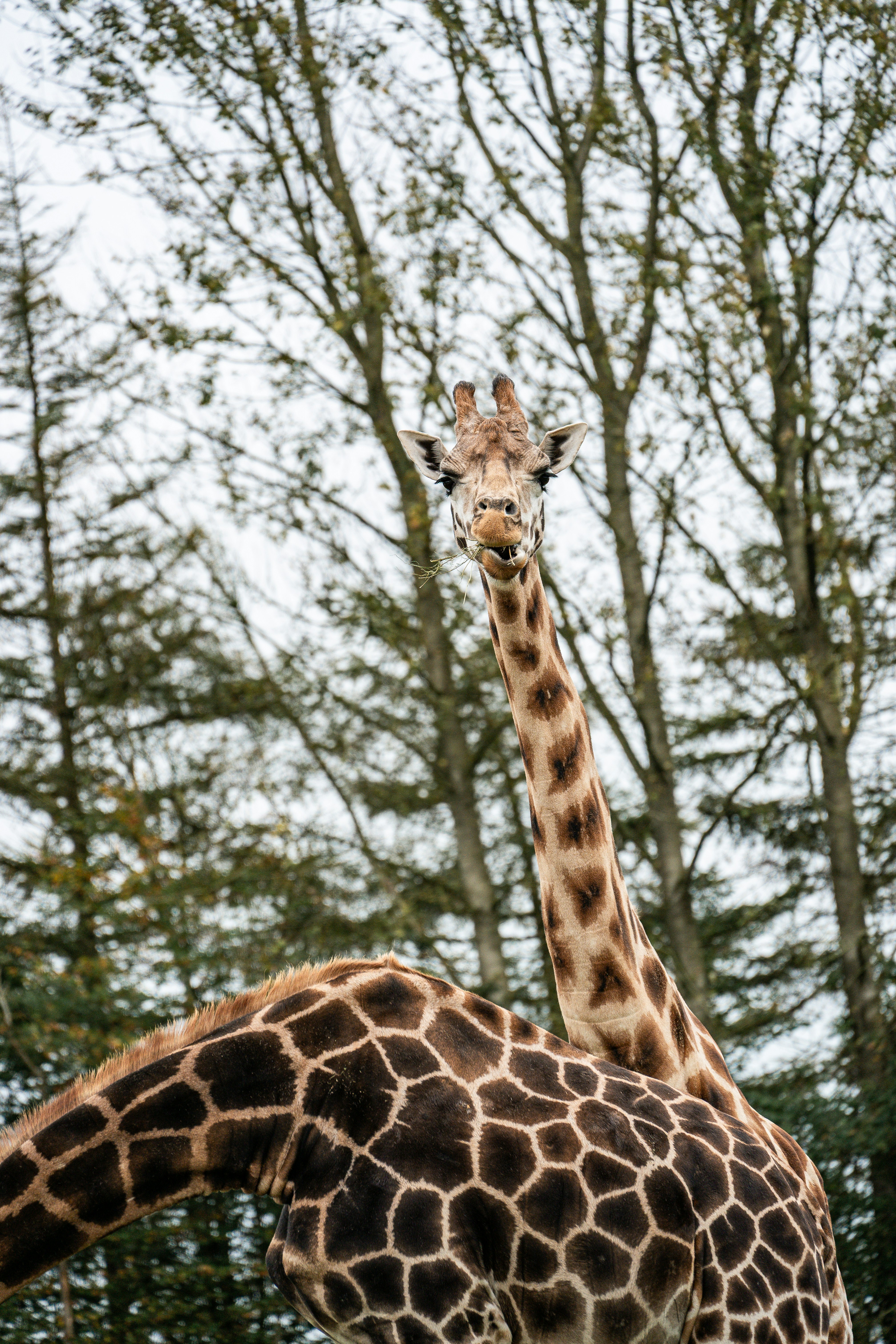 Long-Neck Sentinel in a Winter Woodscape